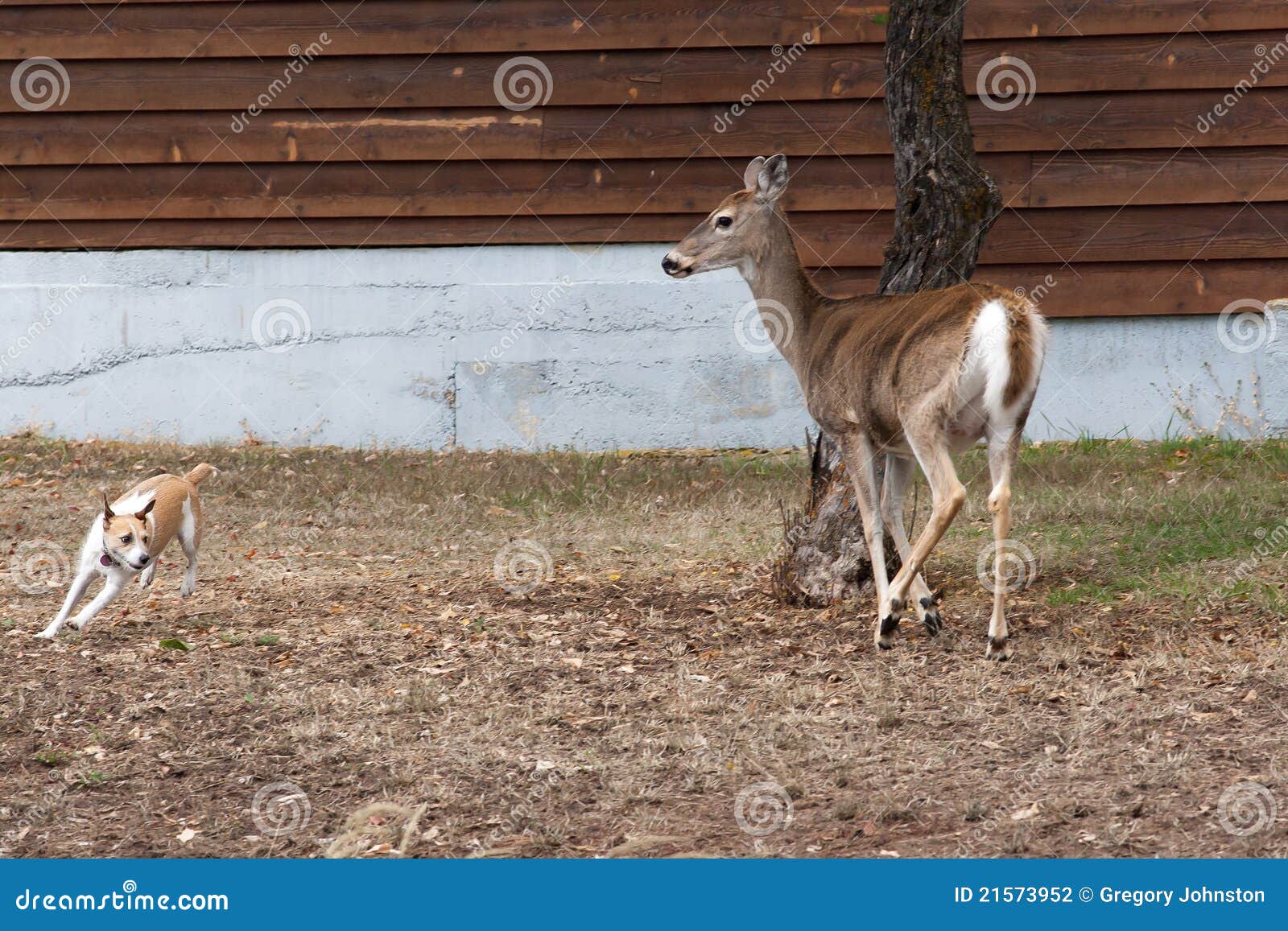 Dog runs around deer. stock photo. Image of tree, chase - 21573952 Dog runs around deer. stock photo. Image of tree, chase - 21573952