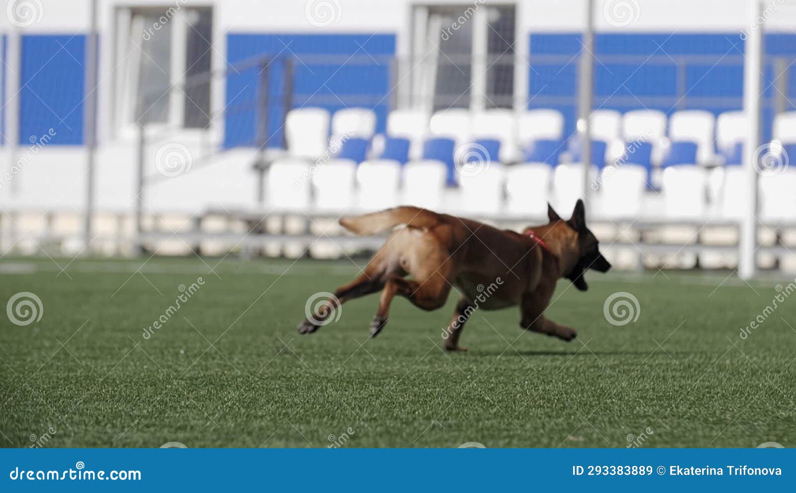 Dog Runs Around a Soccer Field in Training with a Dog Handler. Stock ... Dog Runs Around a Soccer Field in Training with a Dog Handler. Stock ...