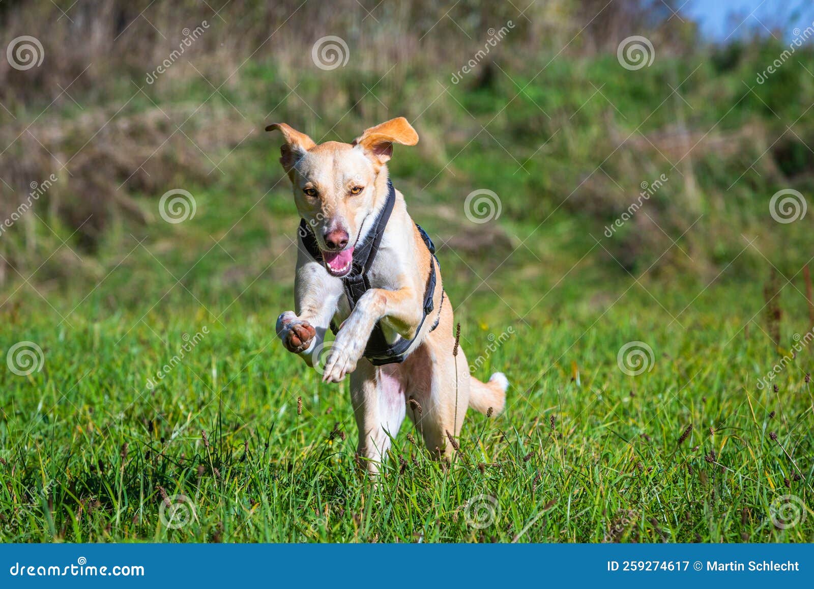 Dog runs at full speed stock image. Image of speed, running - 259274617