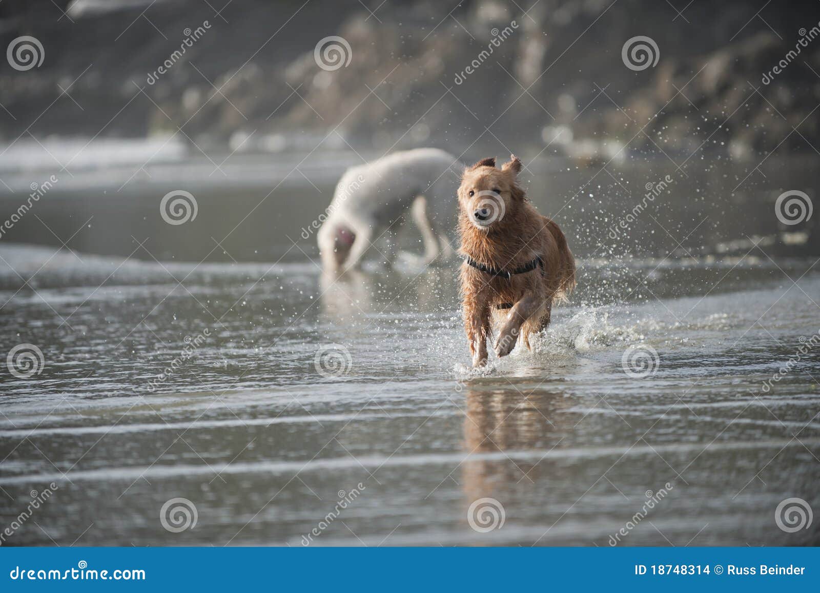 Dog runs towards camera 3 stock photo. Image of golden - 18748314