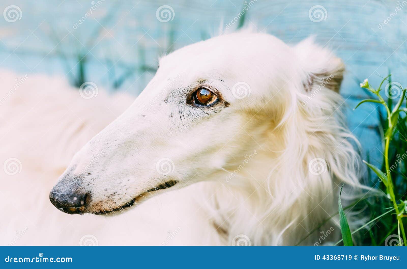 Dog Russian Borzoi Wolfhound Stock Image - Image of borzaya, outdoor ...