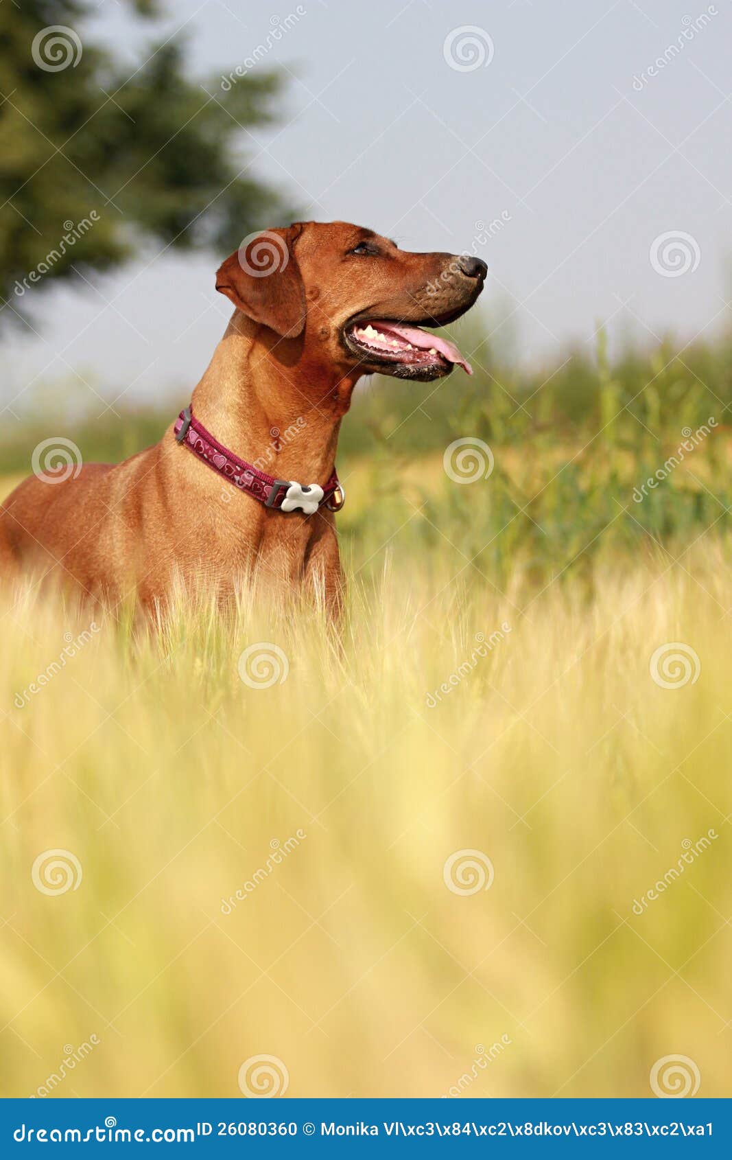 Dog in the rye field stock photo. Image of portrait, rhodesian - 26080360