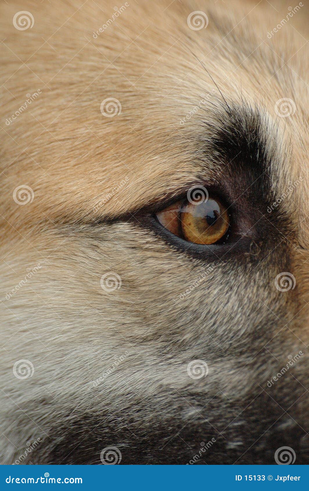 Dog s eye stock image. Image of macro, doggy, eyelid, white - 15133