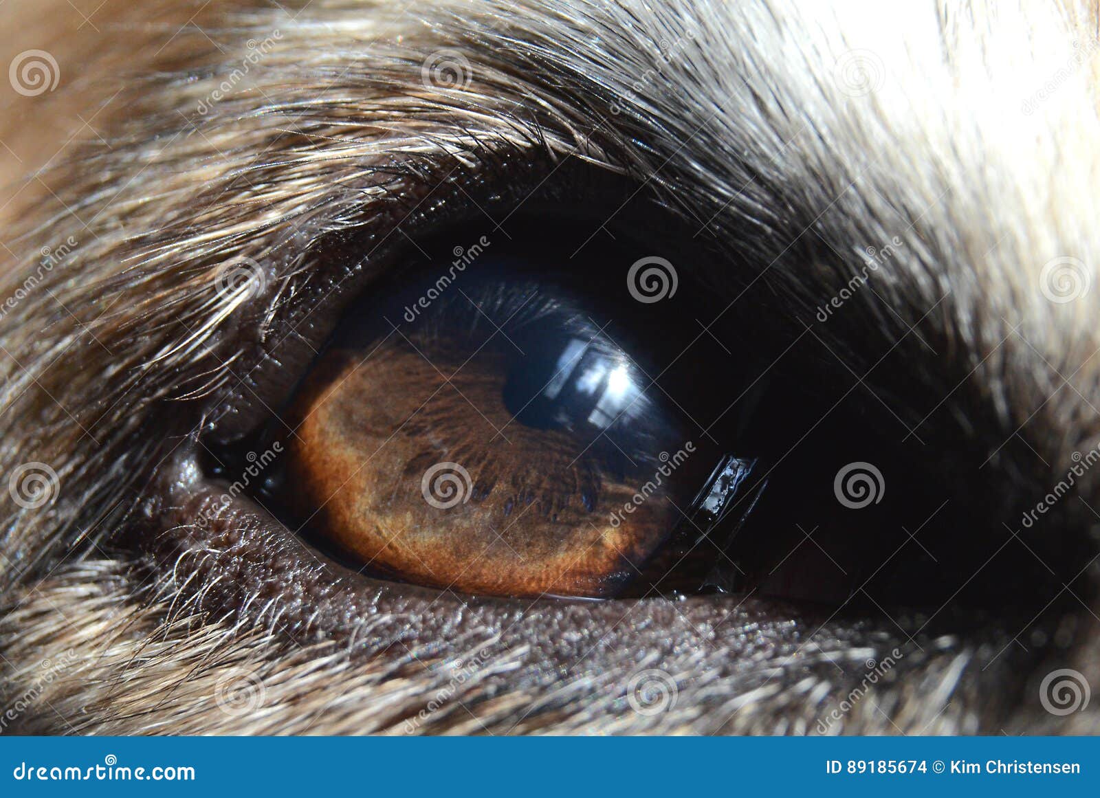 Dog`s Eye stock photo. Image of pupil, dogs, eyelid, eyeball - 89185674
