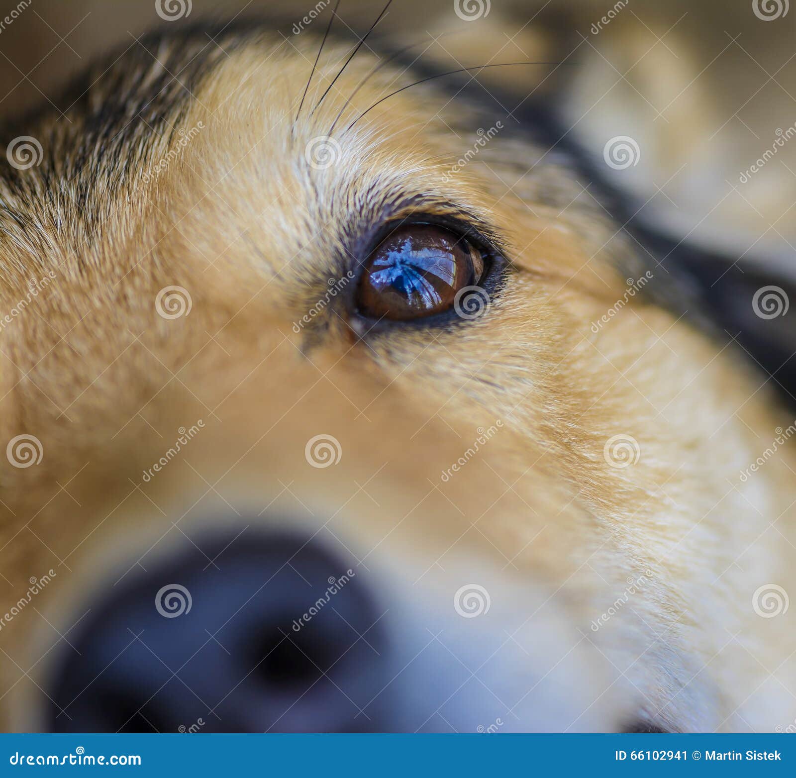 Dog s eye stock image. Image of detail, pets, indoors - 66102941