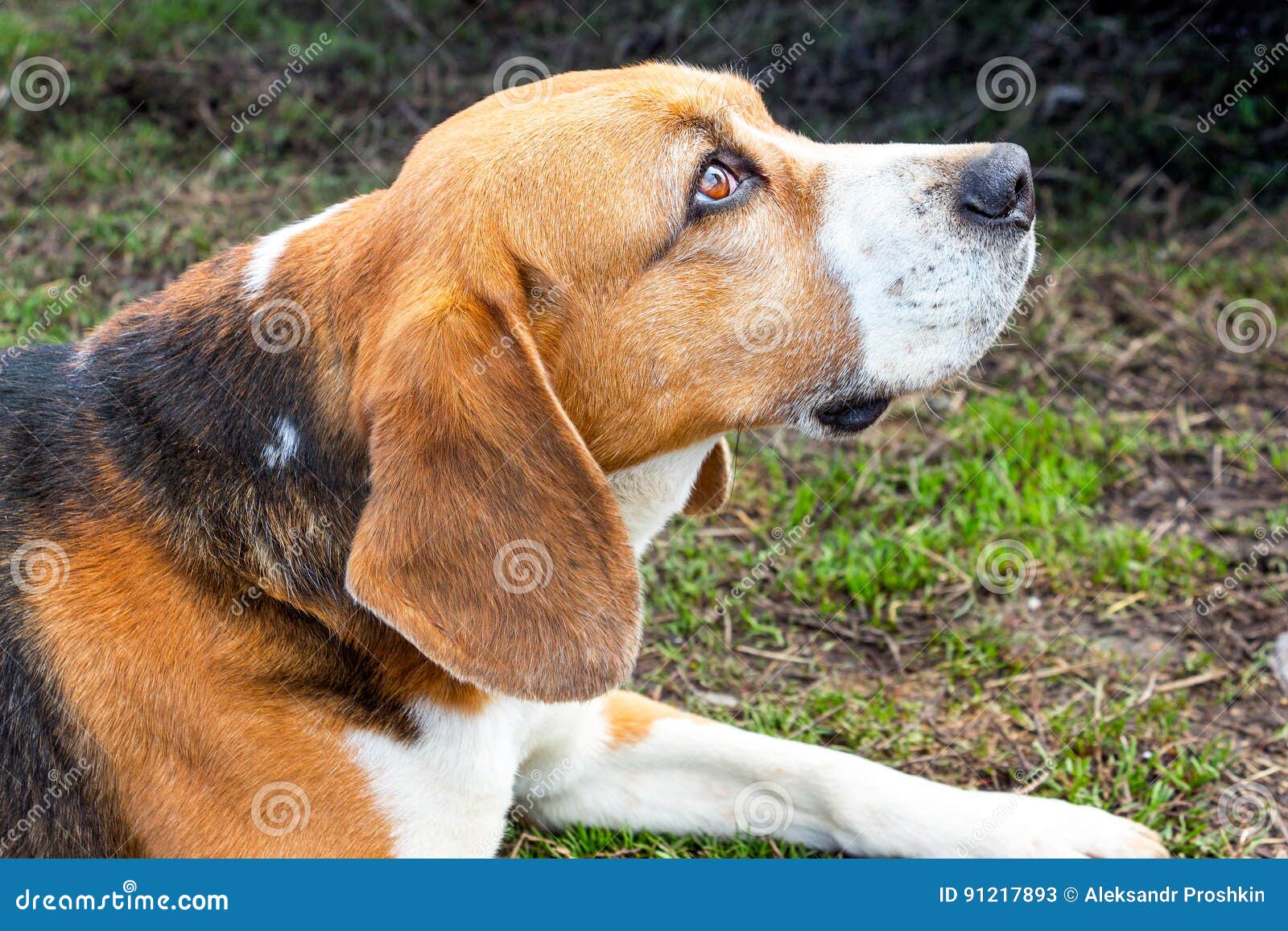 Dog`s eyes Beagle stock image. Image of front, hound - 91217893