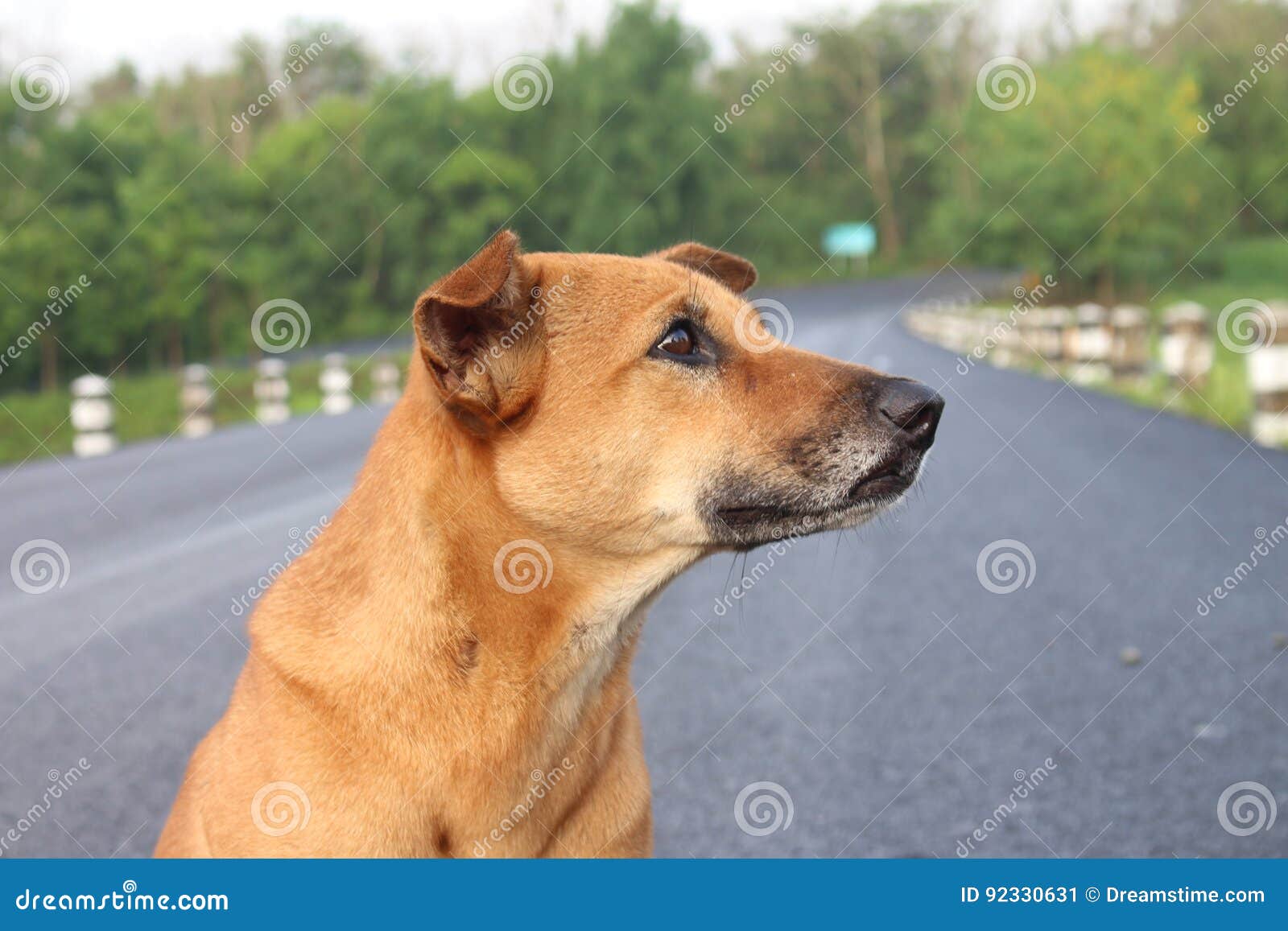 Dog`s eyes stock image. Image of dogs, help, animal, pets - 92330631
