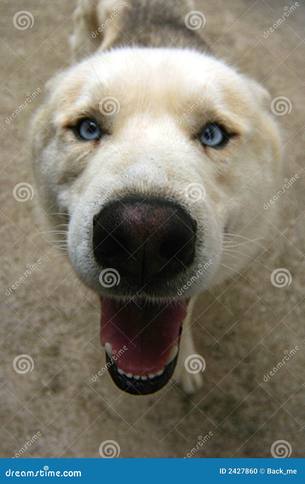 DogÂ´s Face stock photo. Image of animal, isolated, flat - 2427860