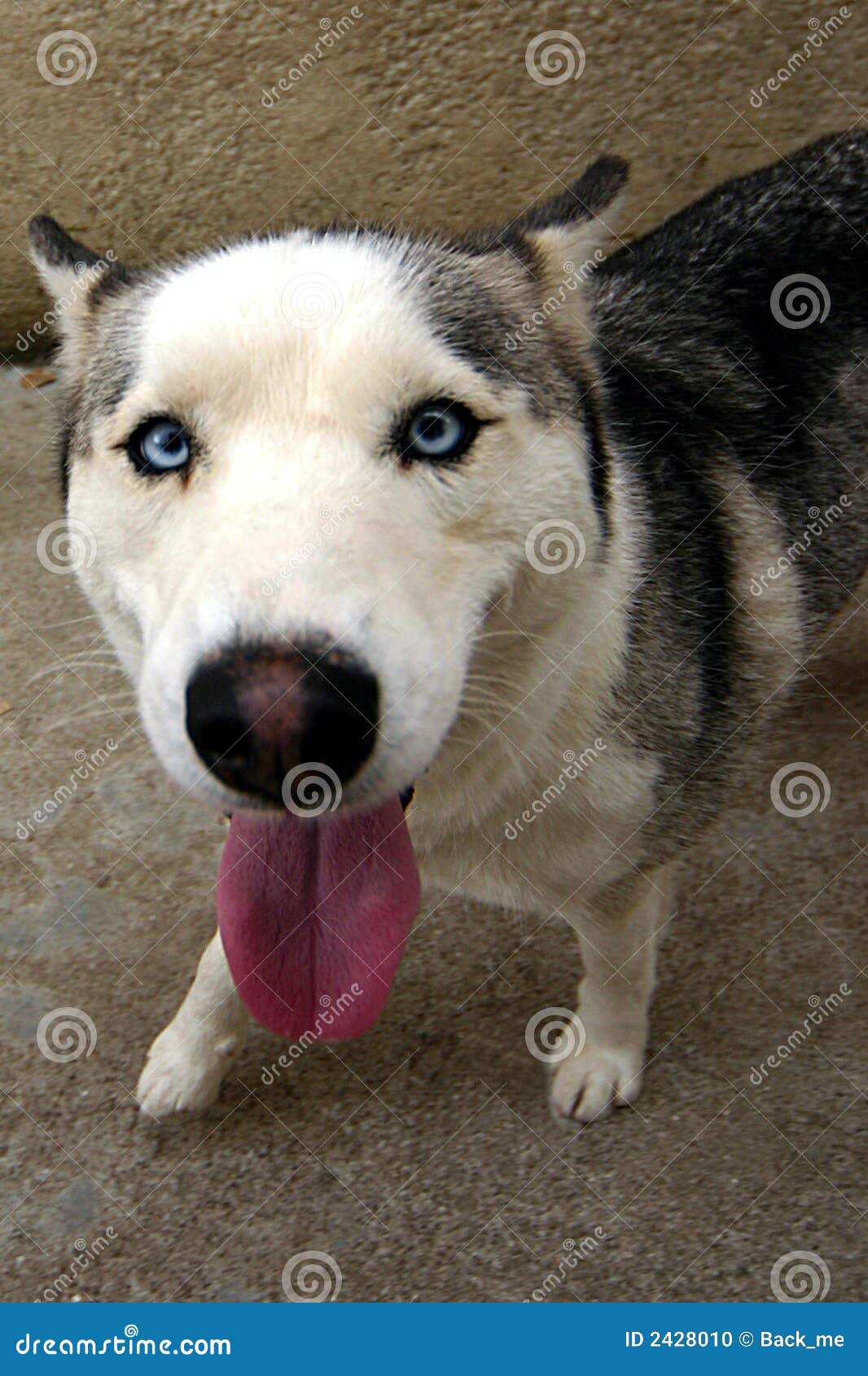 DogÂ´s Face stock photo. Image of expression, veterinary - 2428010