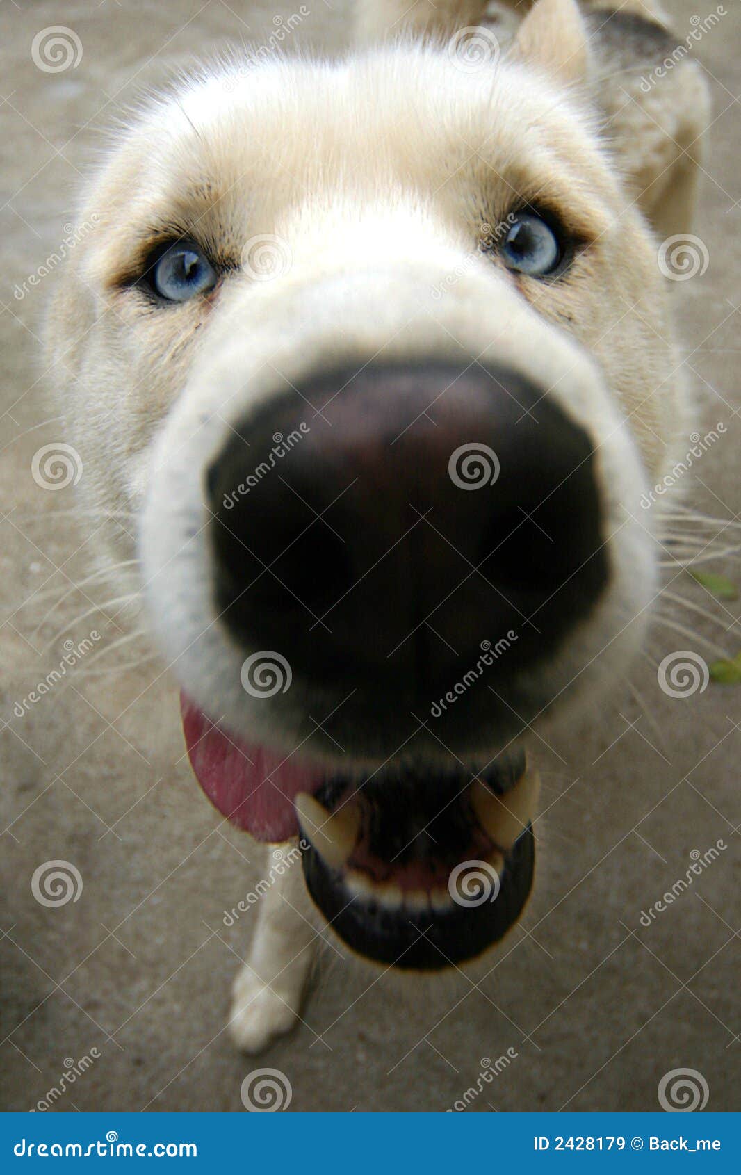 DogÂ´s Face stock image. Image of white, canine, animal - 2428179