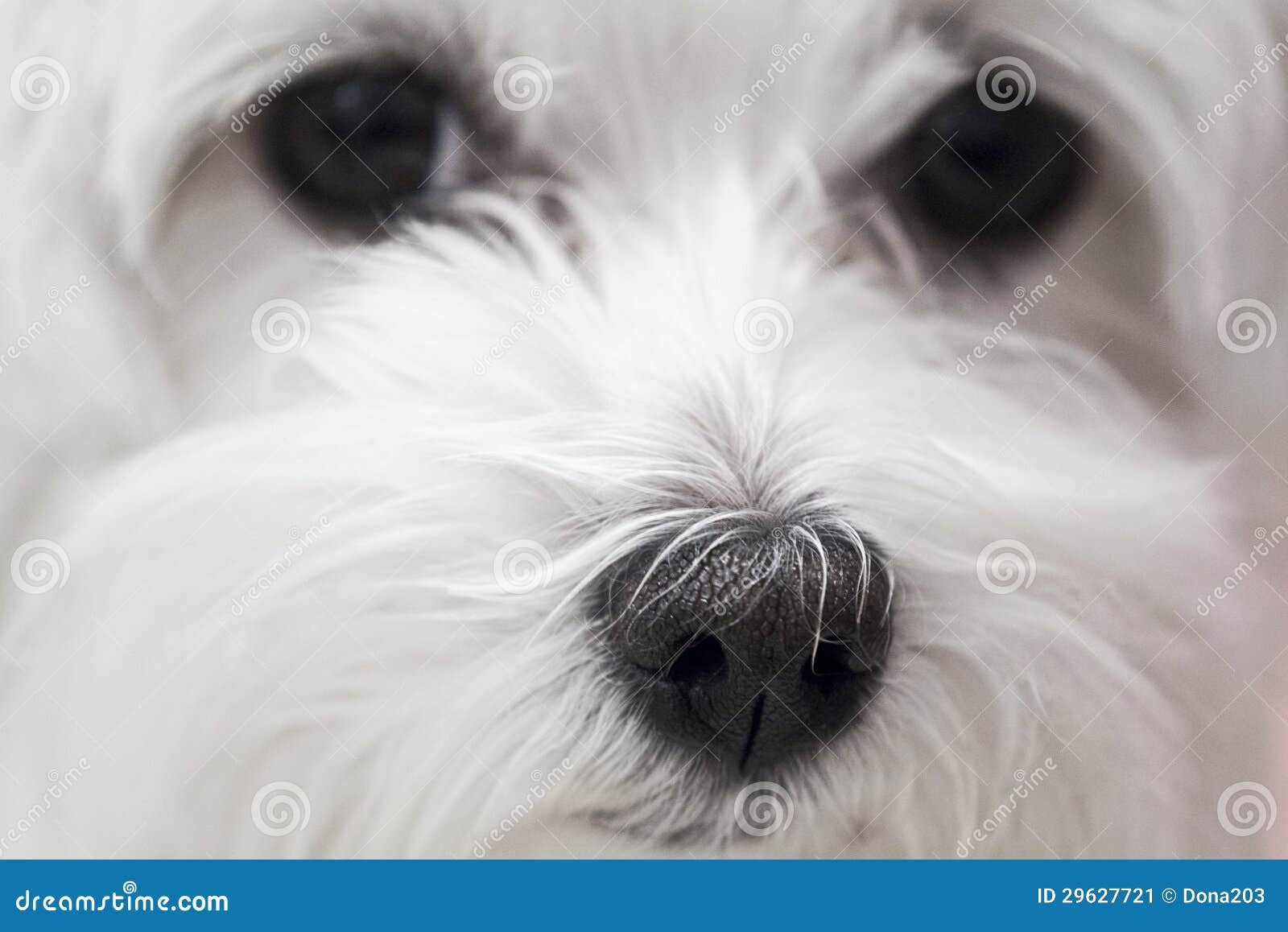 Dog s face - macro stock image. Image of watching, details - 29627721