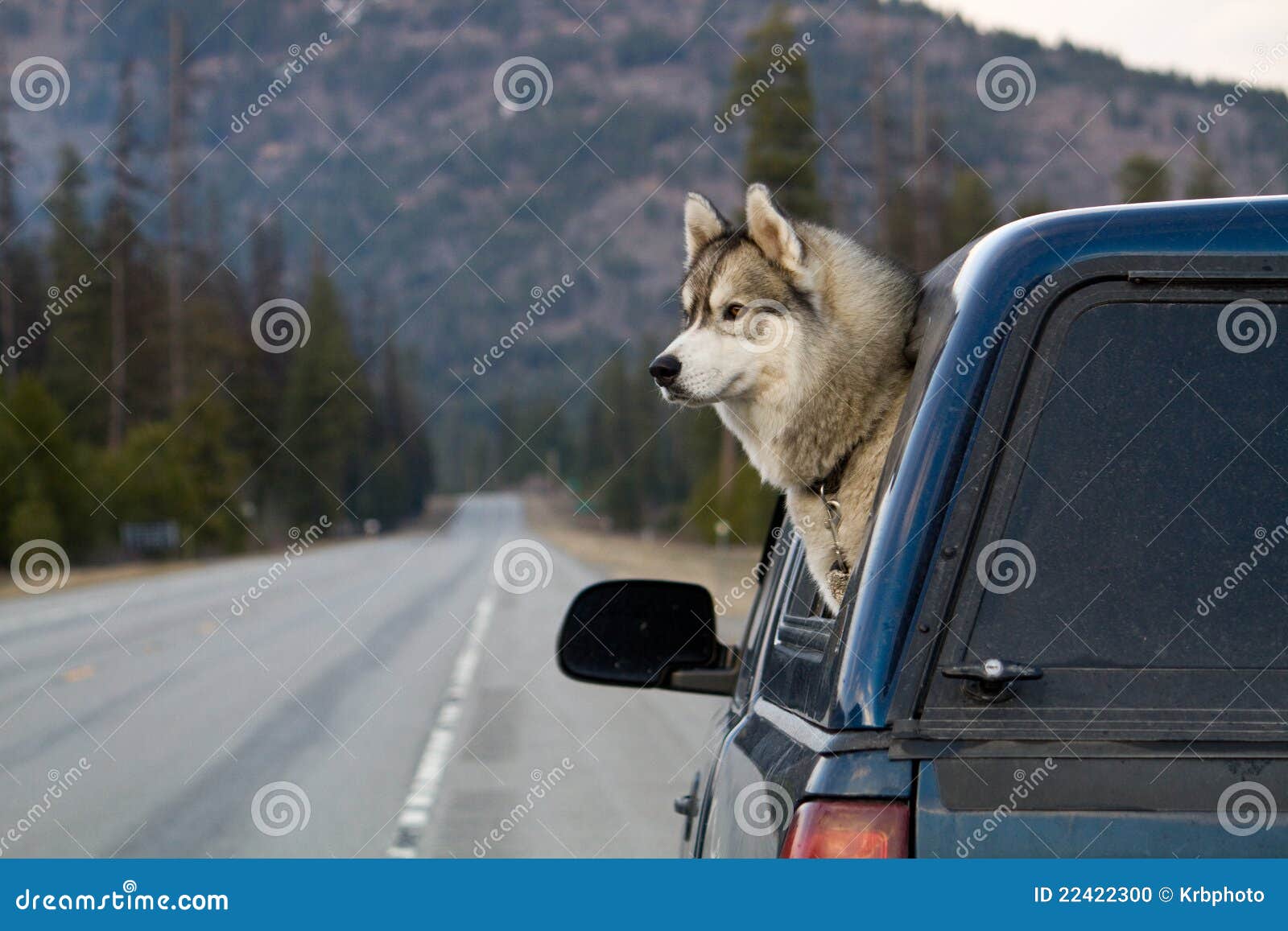 Dog s head out the Window stock photo. Image of furry - 22422300