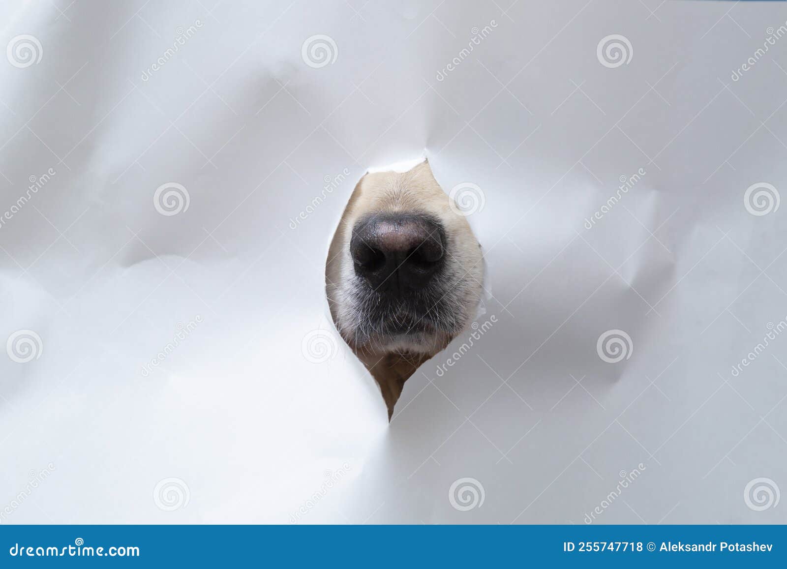 A Dog S Nose on a White Background.the Dog S Nose through Cardboard ...