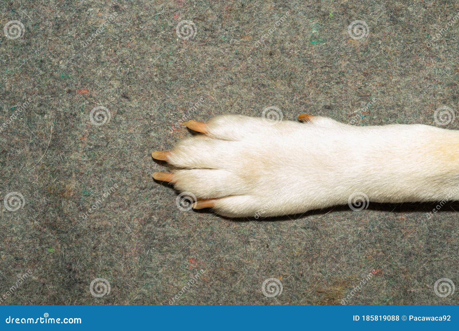 A Dog`s Paw. Front Paw of a Dog with Claws Stock Photo - Image of ...