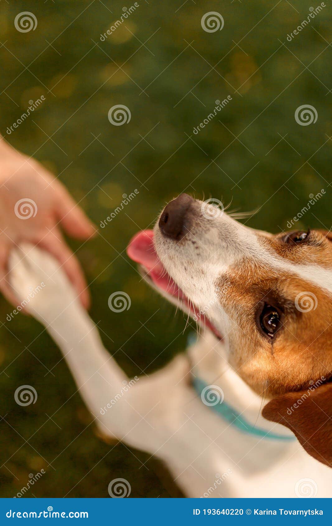 A Dog`s Paw and a Human Hand Make a Handshake. Friendly Handshake ...