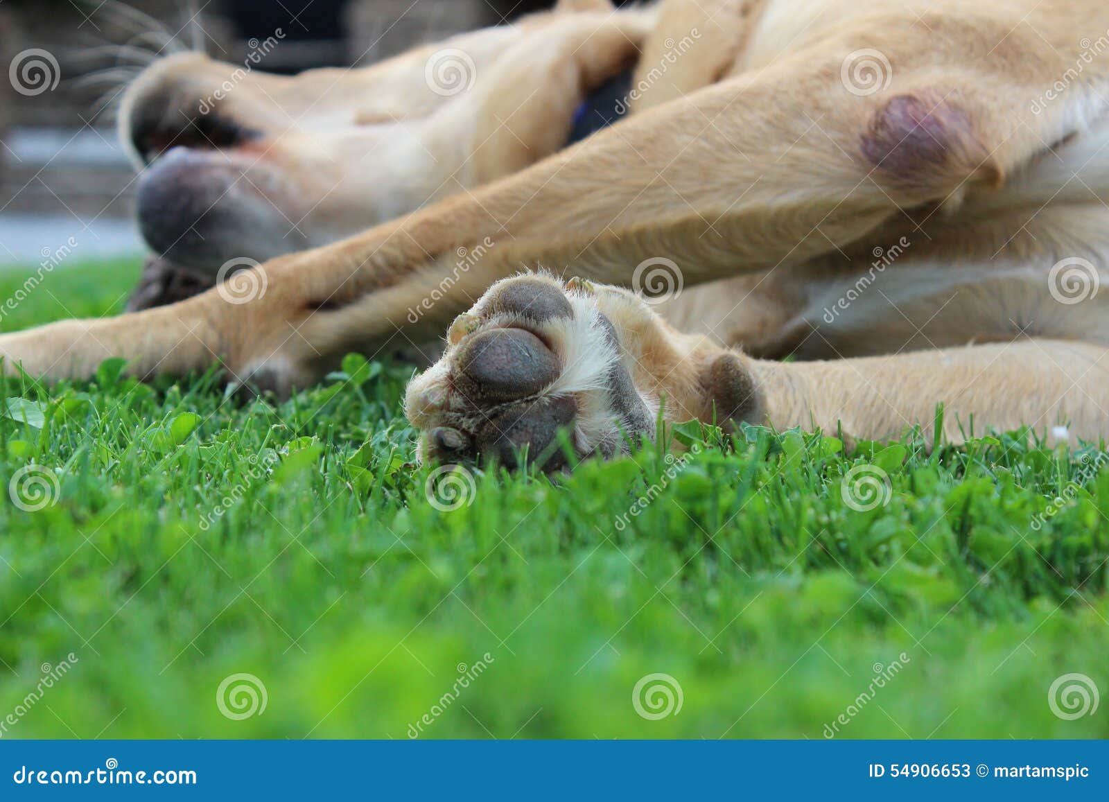 Dog s paw stock image. Image of pata, macro, labrador - 54906653