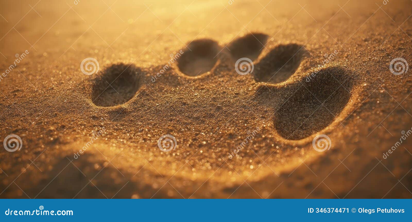A Dog S Paw Print in the Sand at Sunset Stock Image - Image of iron ...