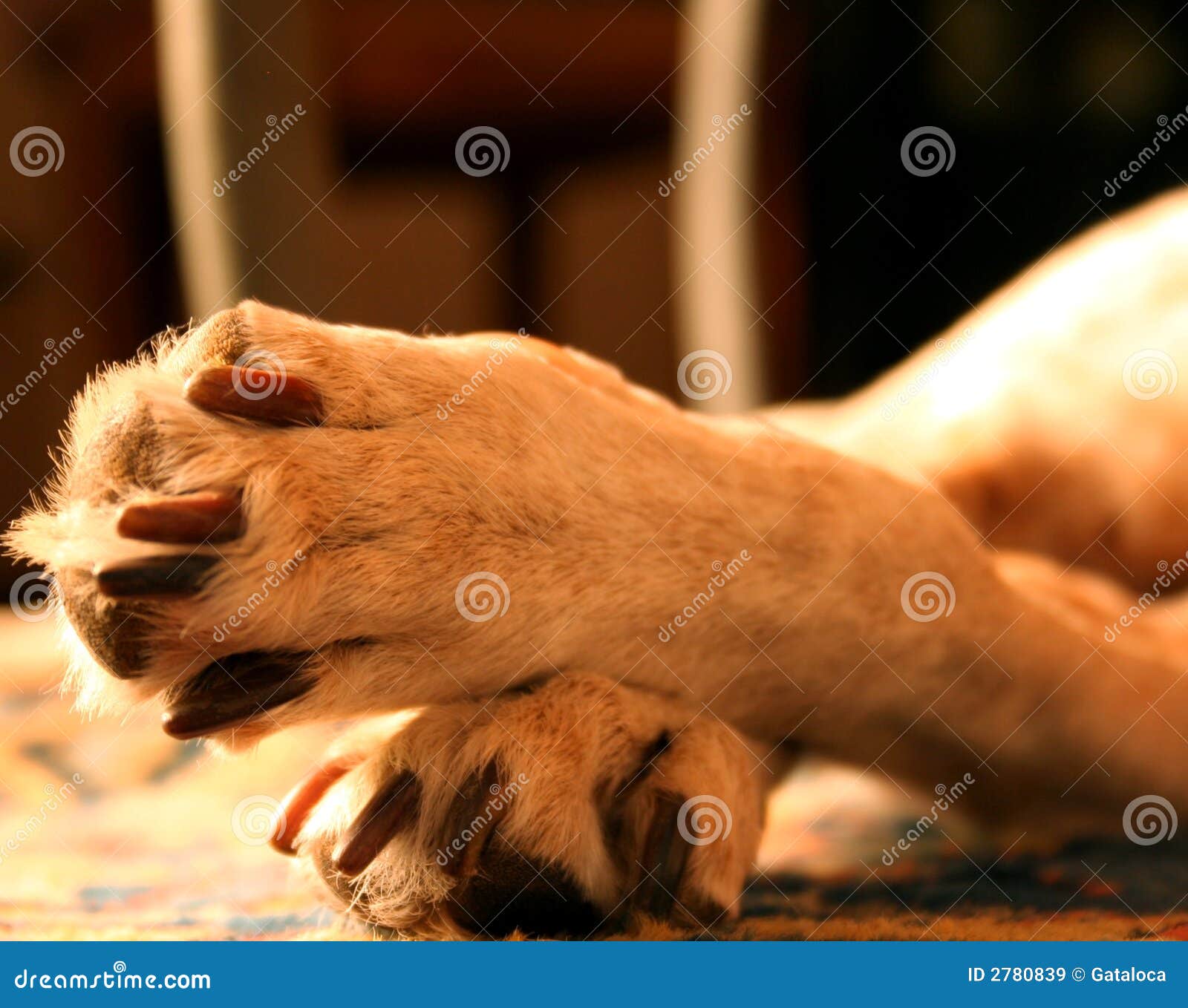Dog s paws stock image. Image of nails, nail, paws, legs - 2780839