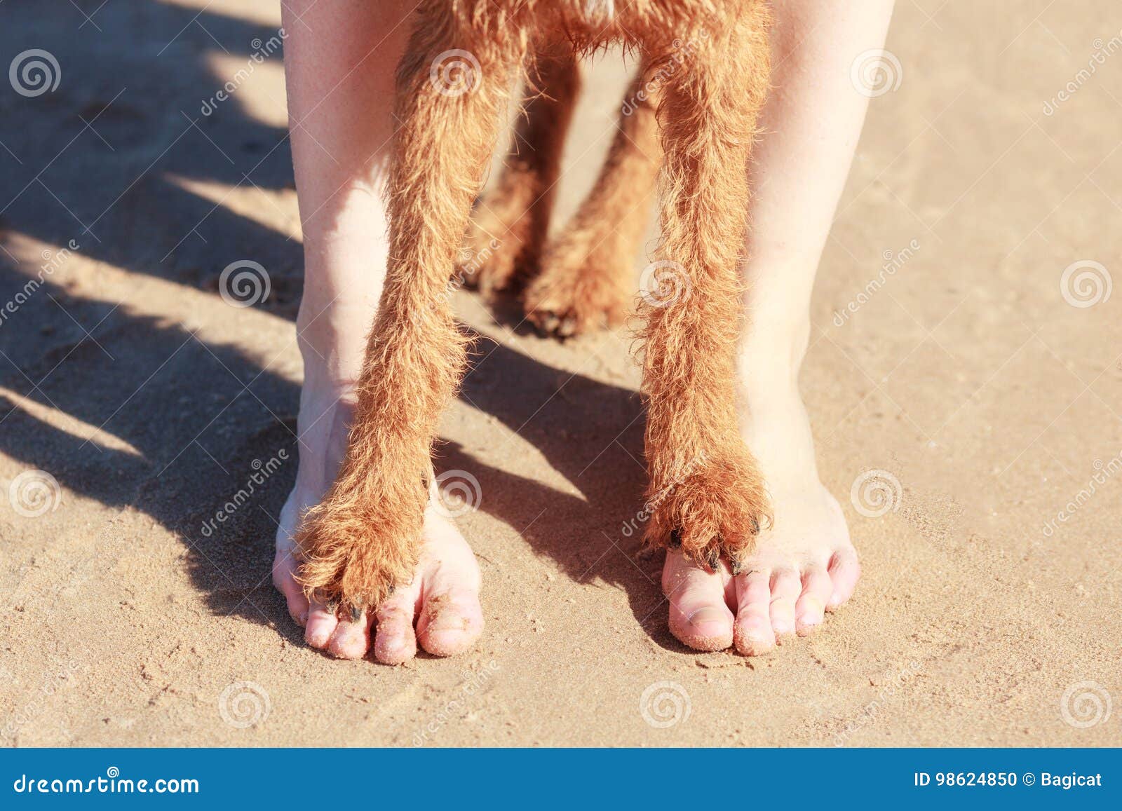 Dog`s Paws are on the Man`s Legs. Stock Photo - Image of traces, foot ...