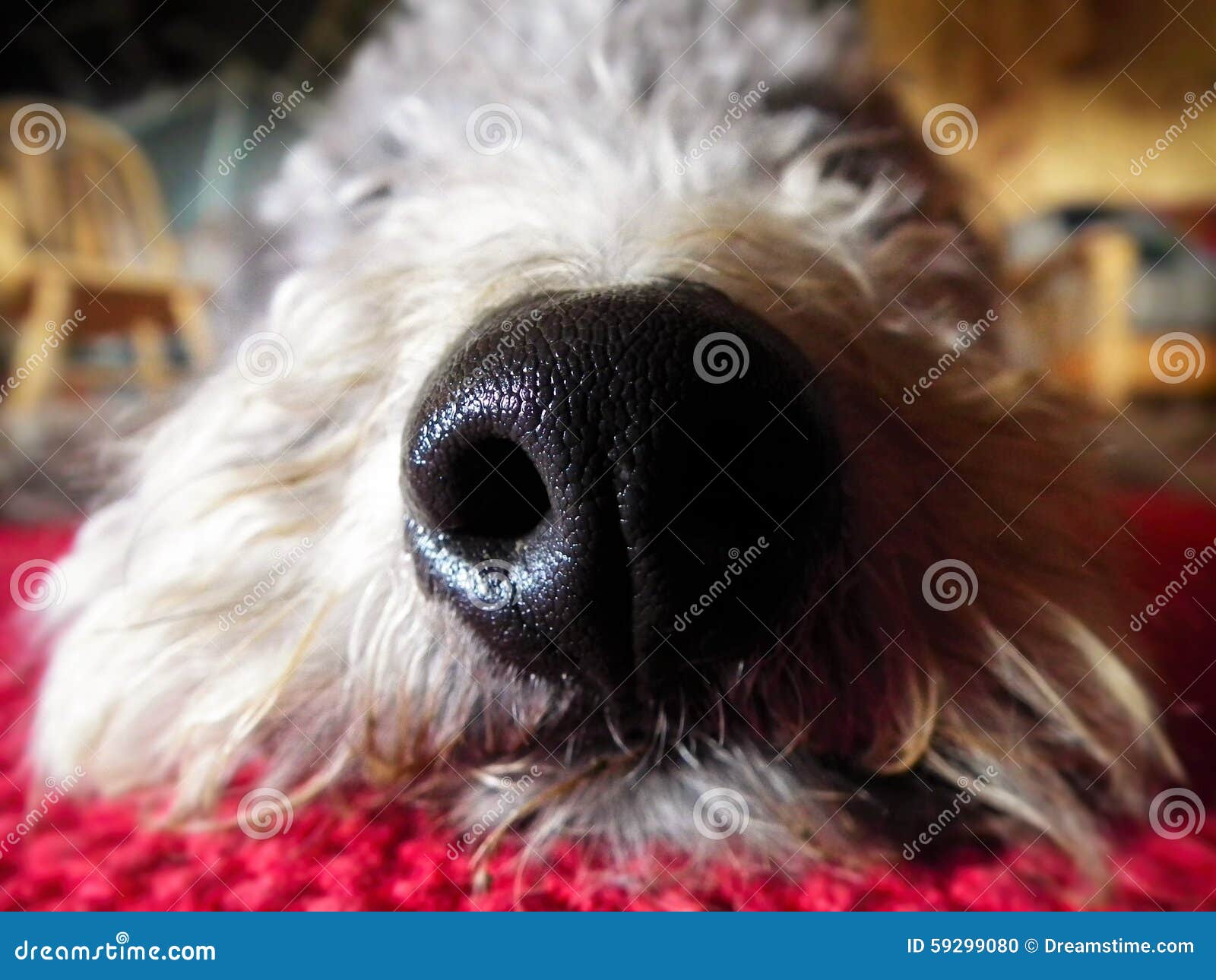 Dog s Snout stock photo. Image of macro, close, cabin - 59299080
