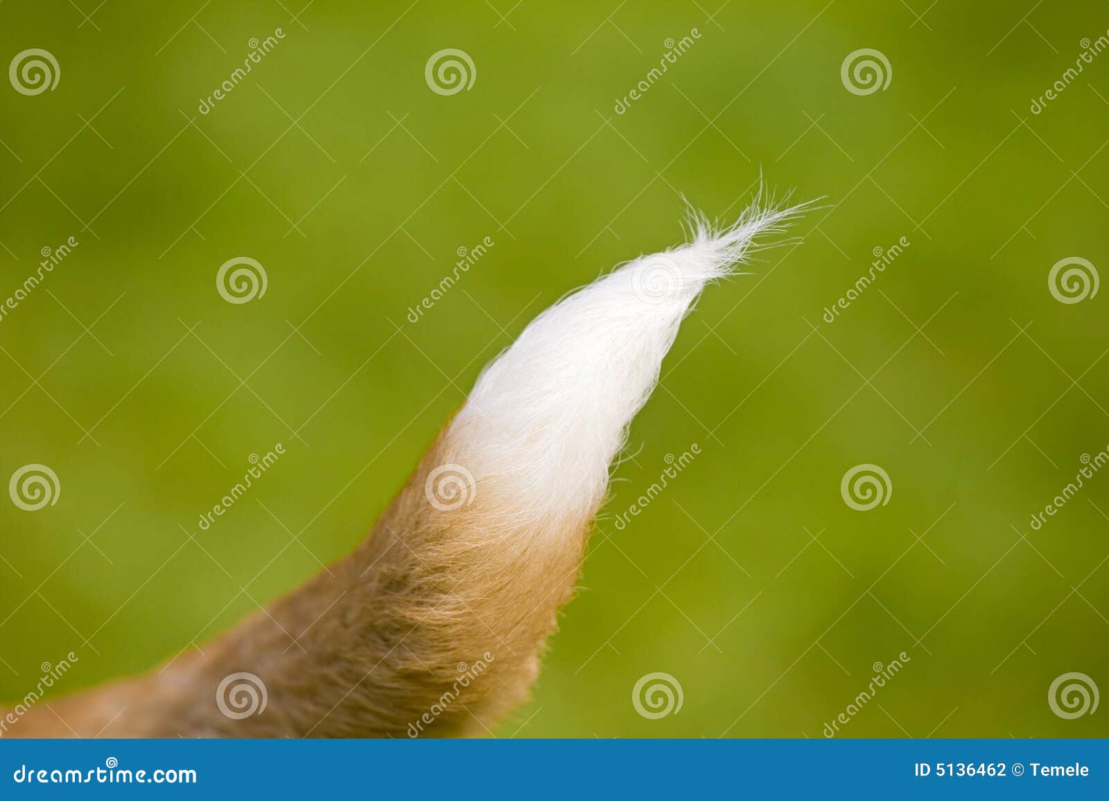 Dog s tail stock photo. Image of white, beautiful, canine - 5136462
