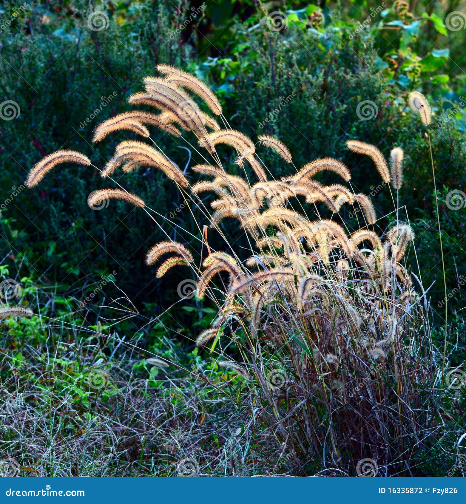 Dog s tail grass stock photo. Image of autumn, flat, backlight - 16335872