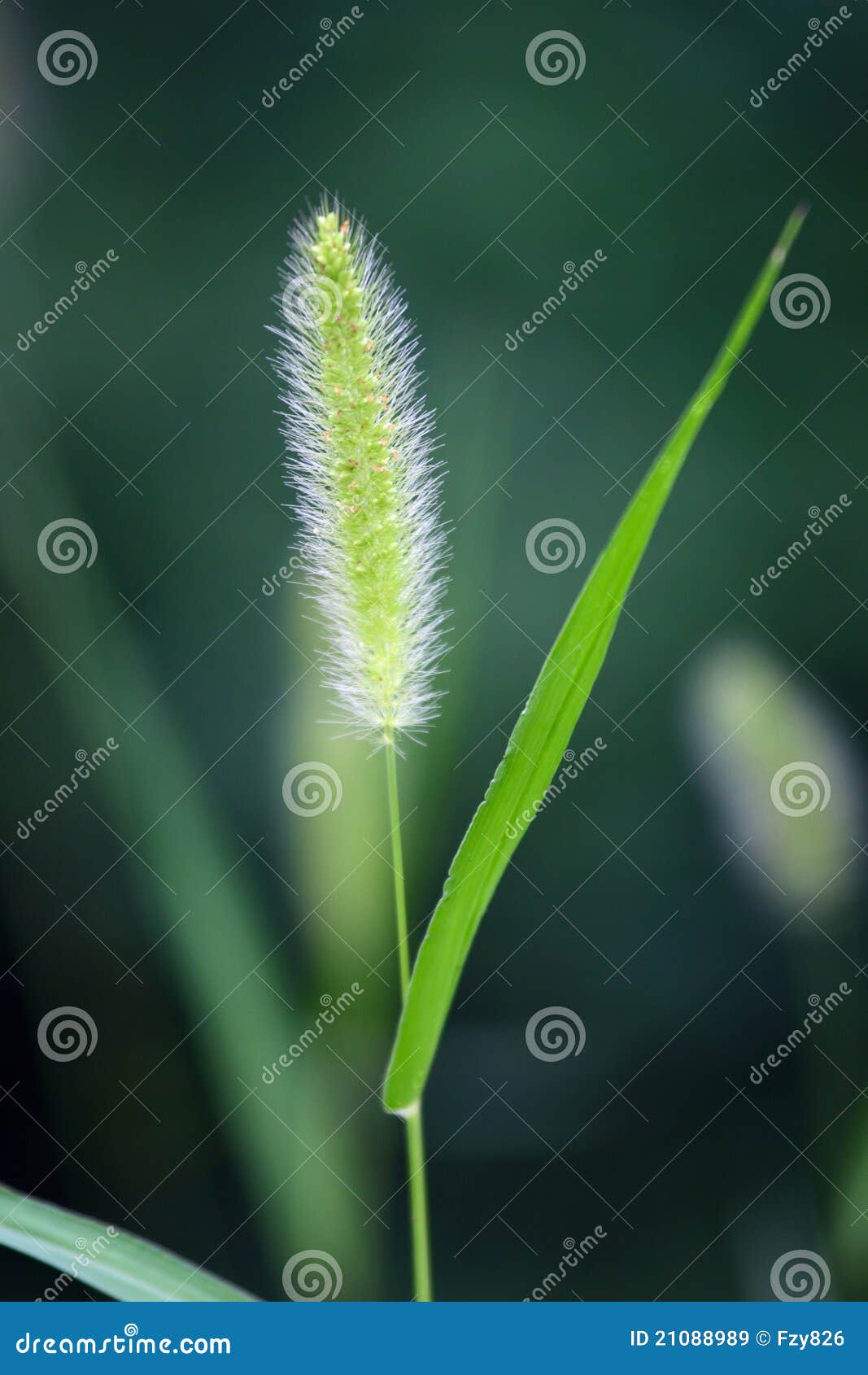 Dog s tail grass stock image. Image of perspective, autumn - 21088989