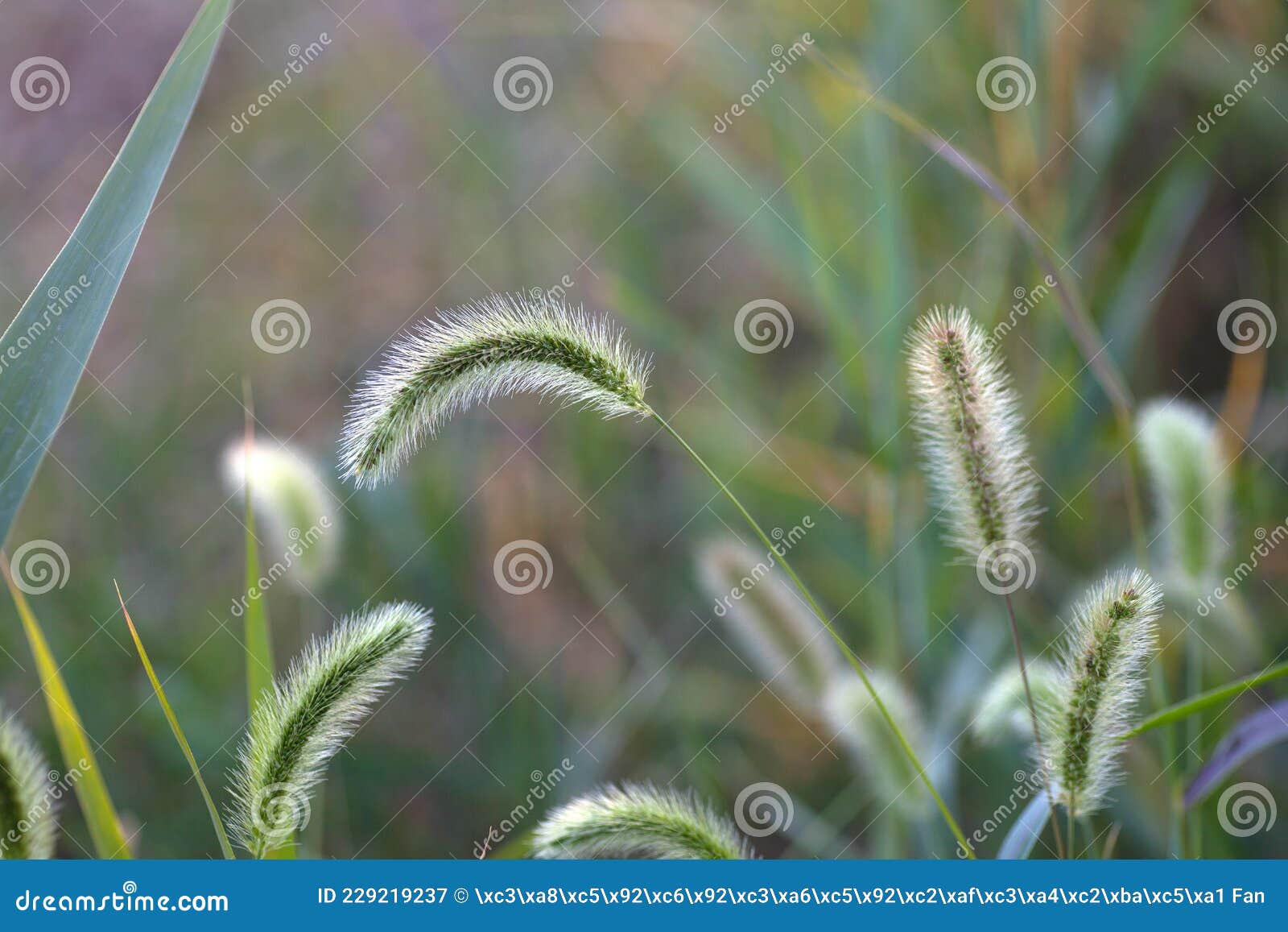 Dog`s Tail Grass in Autumn stock image. Image of deck - 229219237