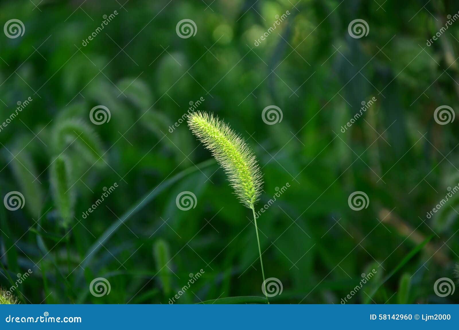 Dog s tail grass stock photo. Image of color, sunkissed - 58142960