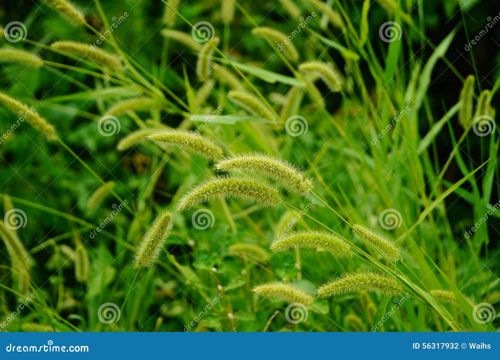 Dog's Tail Grass Stock Image | CartoonDealer.com #58940755