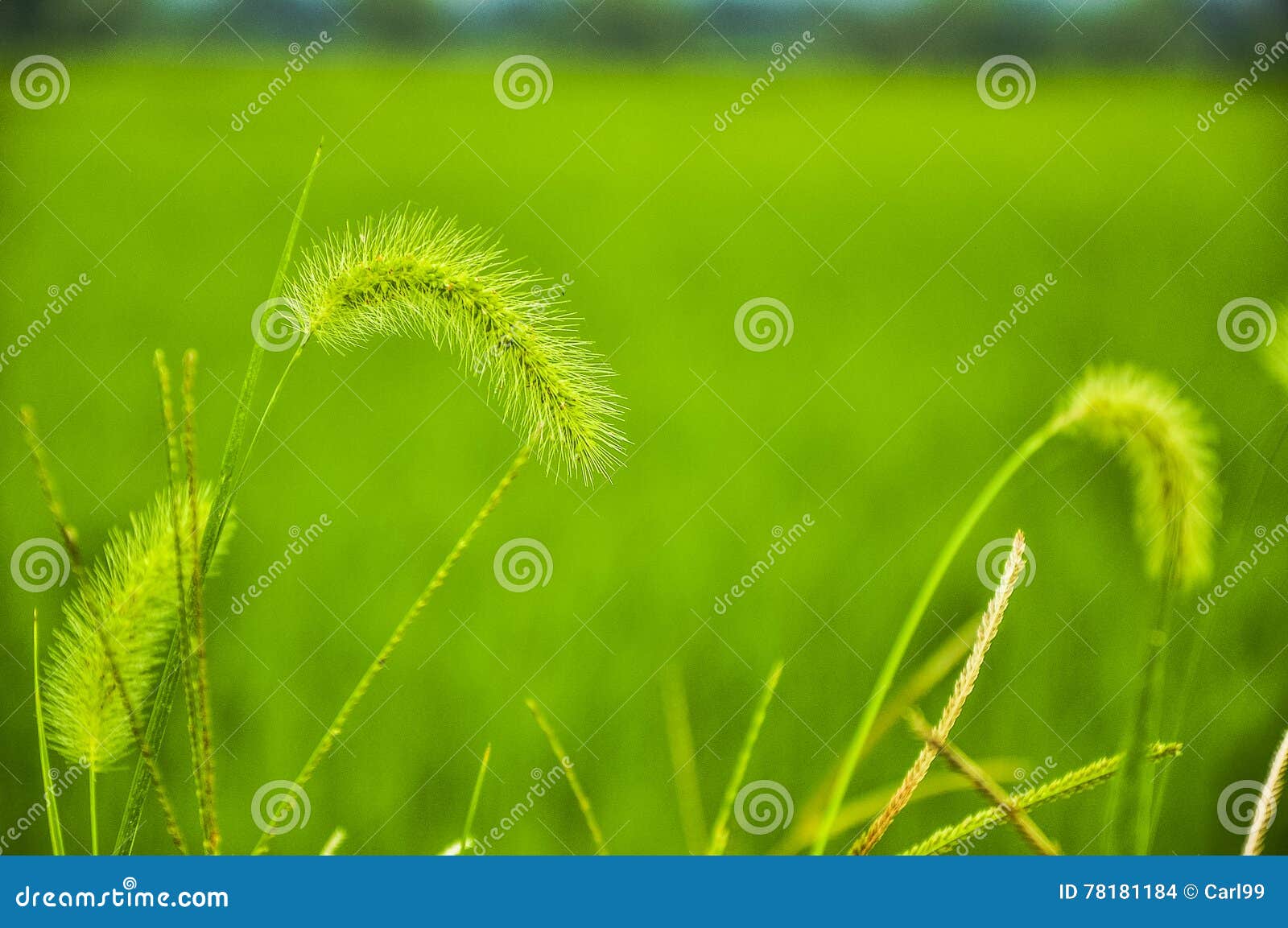 Dog s tail grass closeup stock photo. Image of cute, green - 78181184