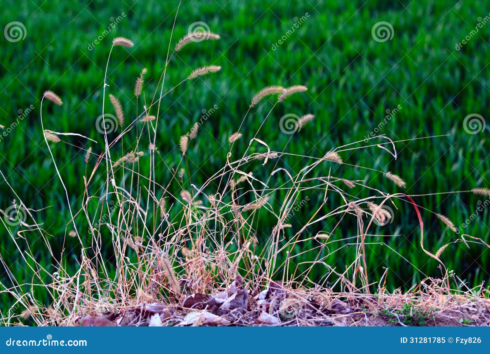 Dog s tail grass stock image. Image of backlighting, sunlight - 31281785