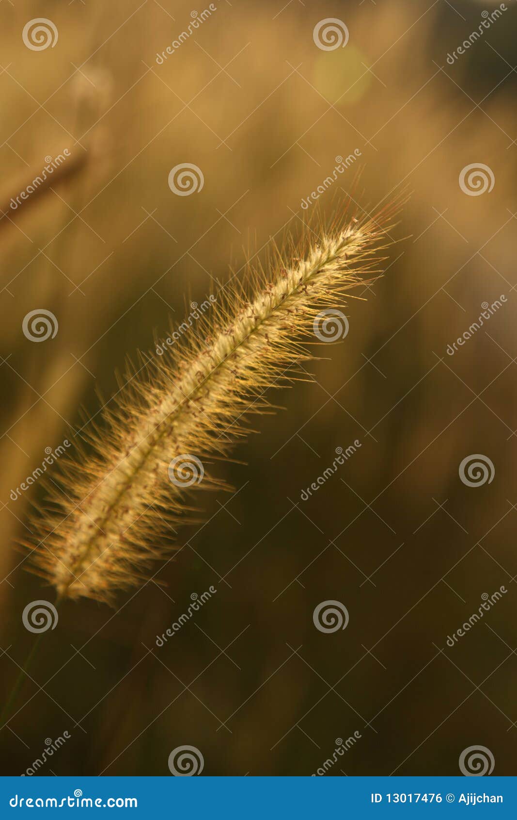 Dog s- tail grass flower stock photo. Image of flower - 13017476
