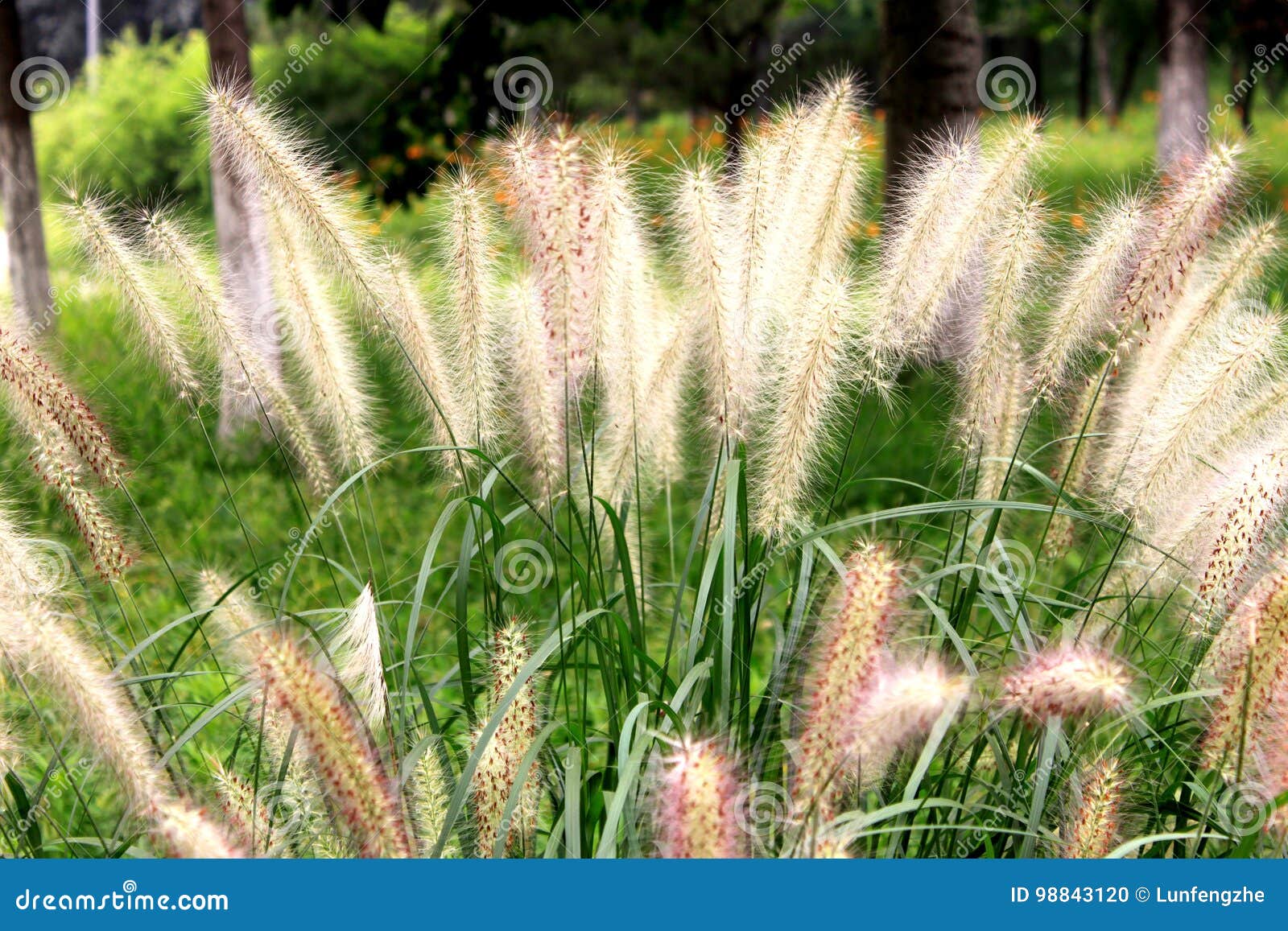 Dog`s Tail Grass in a Great Green Meadow Stock Photo - Image of crested ...