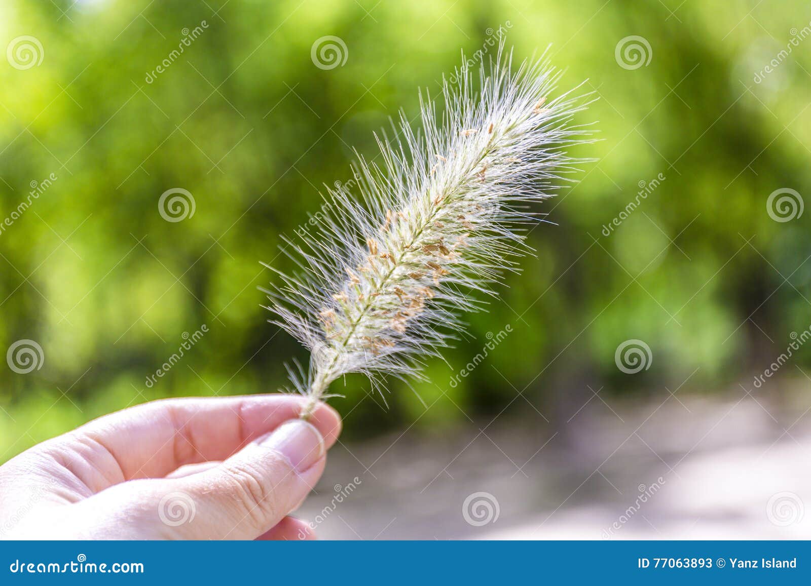 Dog s tail grass stock image. Image of natural, garden - 77063893
