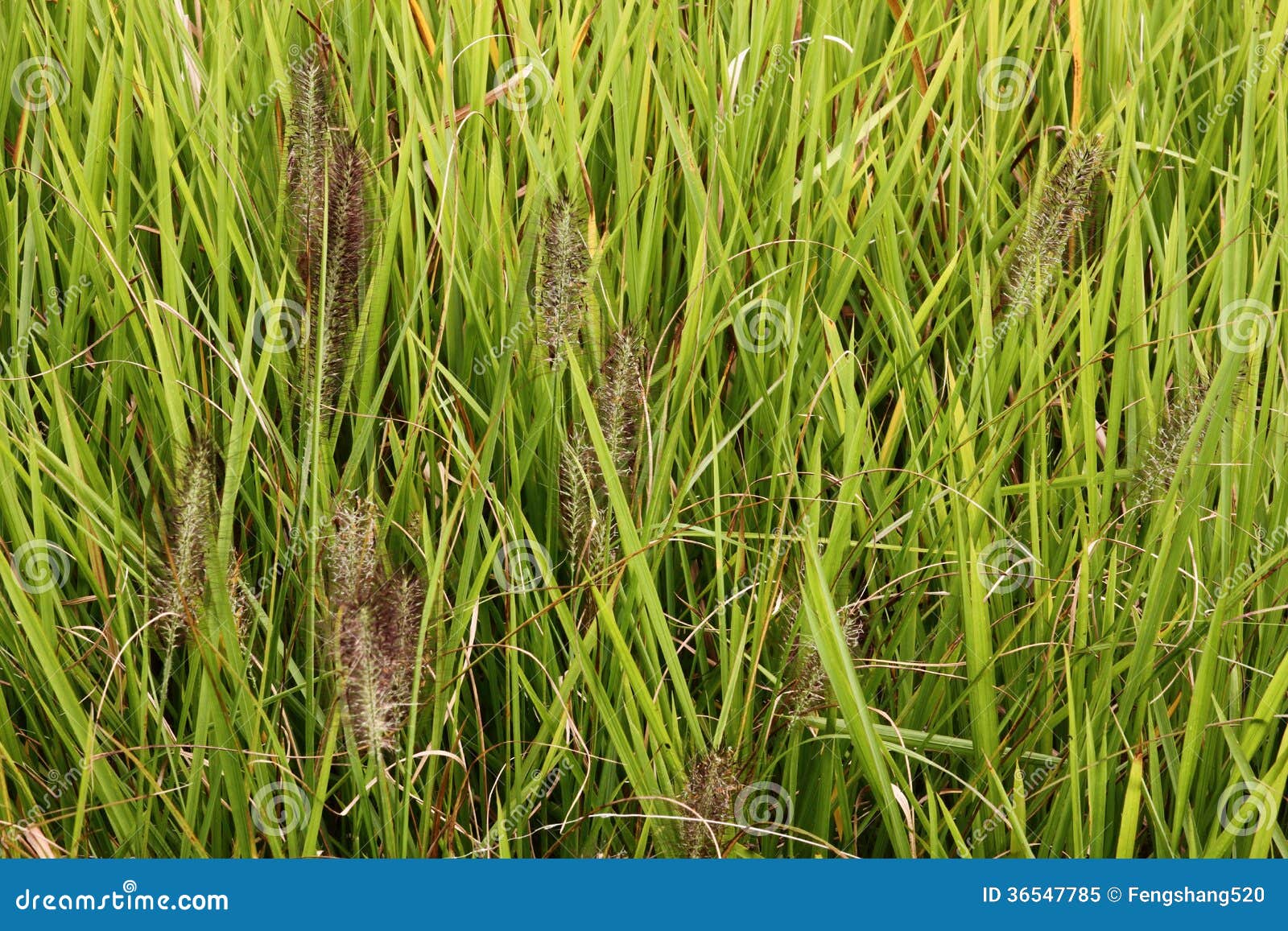 Dog s tail grass stock image. Image of detail, outdoor - 36547785