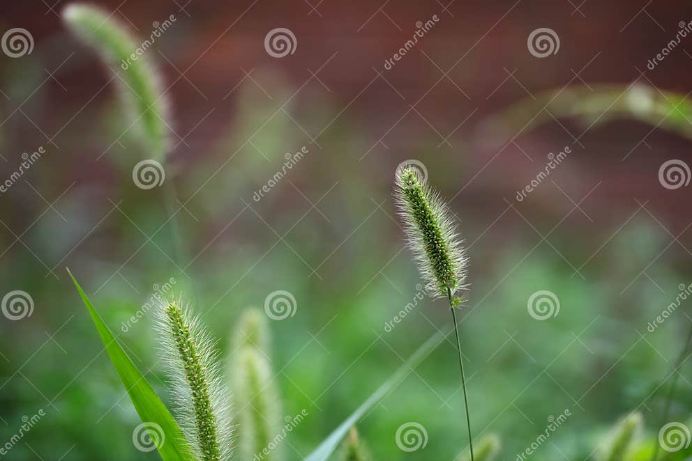 Dog`s tail grass in wild stock photo. Image of tail - 253954570
