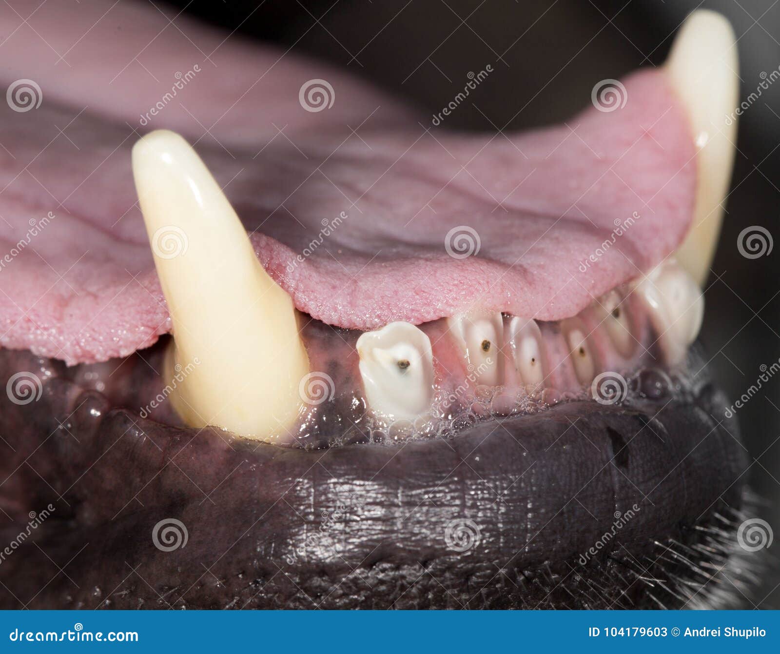 The dog`s teeth. close-up stock image. Image of mouth - 104179603
