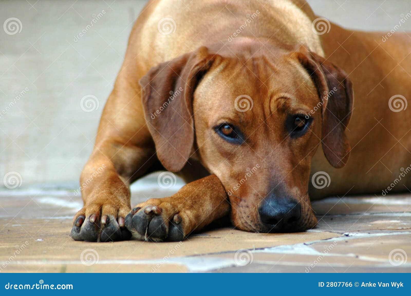 Dog Paws Rhodesian Ridgeback Royalty-Free Stock Photo | CartoonDealer ...
