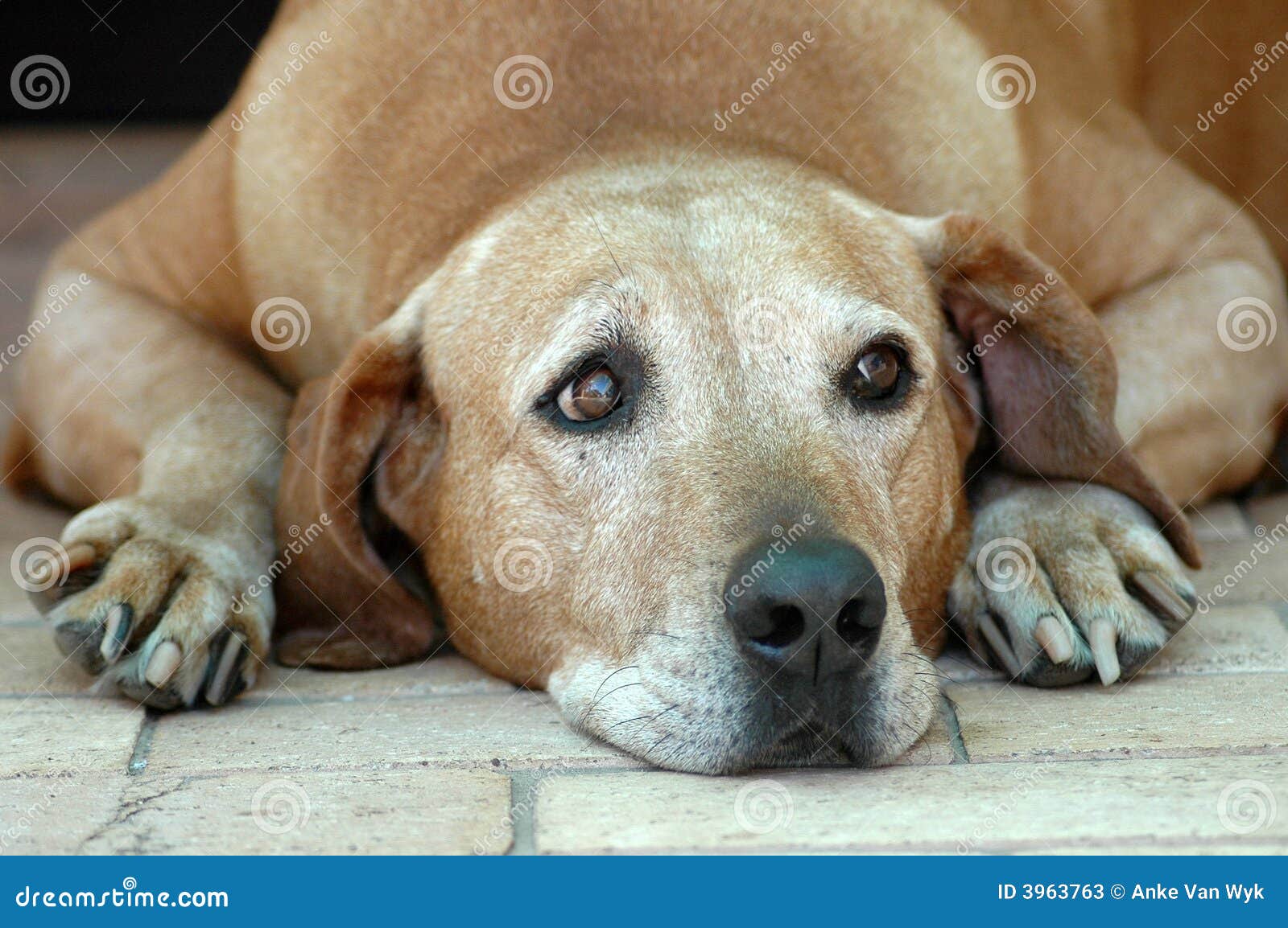Dog sad stock image. Image of looking, african, gorgeous - 3963763