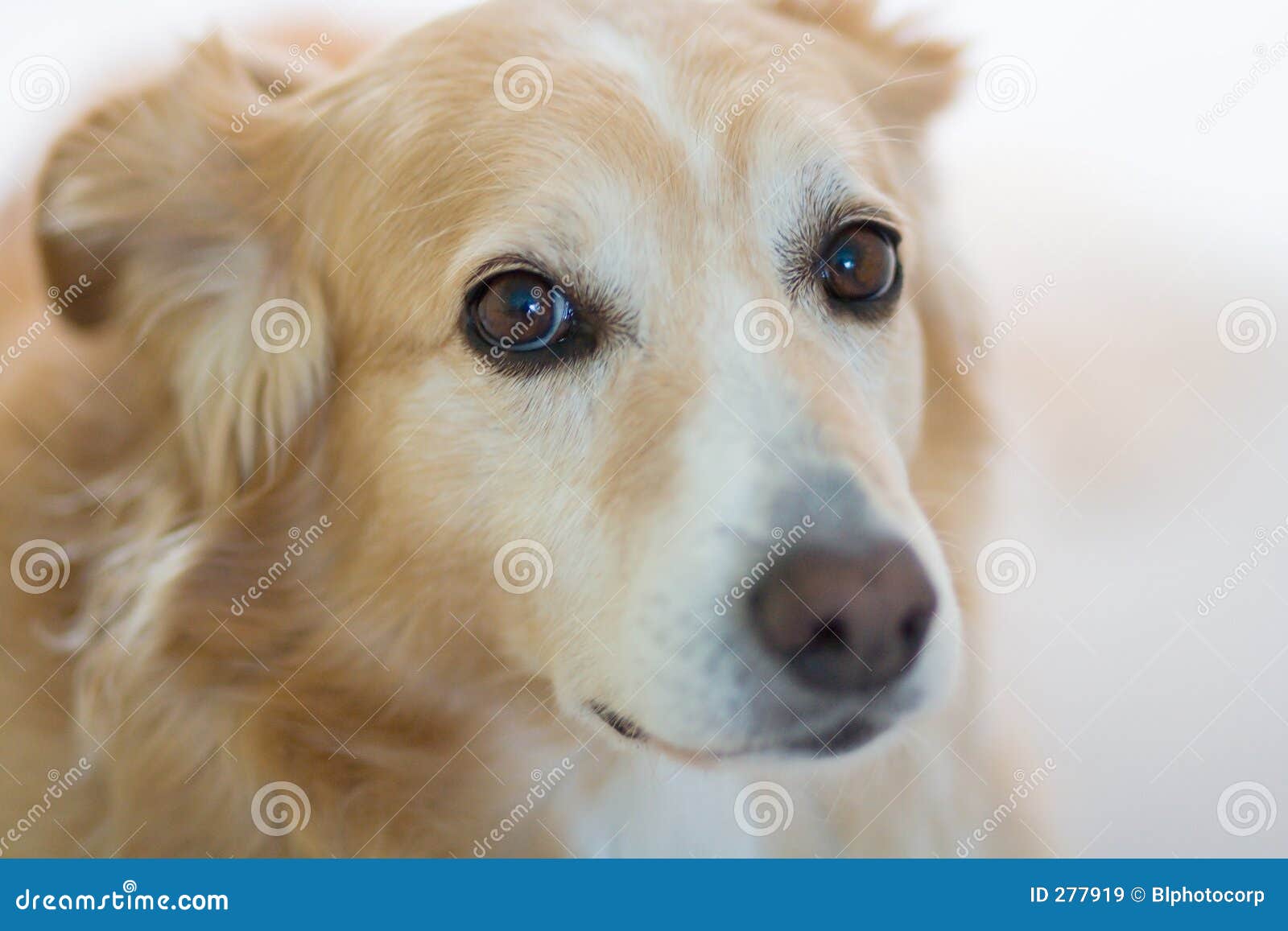 Dog with sad expression stock image. Image of shelter, adult - 277919