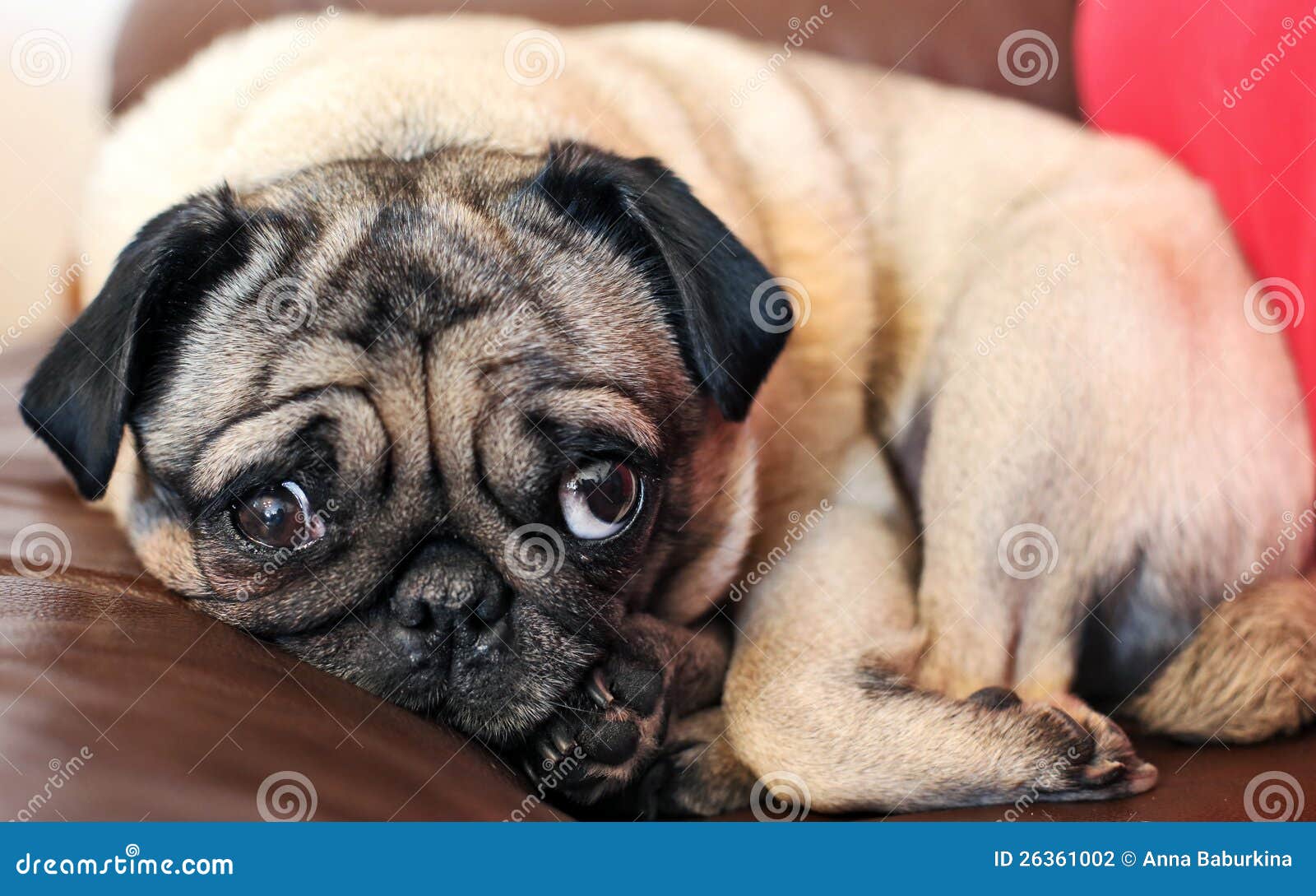 Dog with sad eyes stock photo. Image of face, creature - 26361002