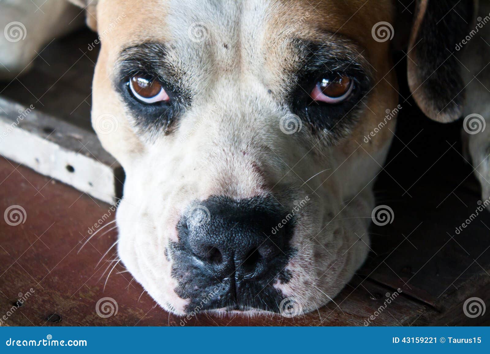 Dog with Sad Eyes stock image. Image of boxer, pedigree - 43159221