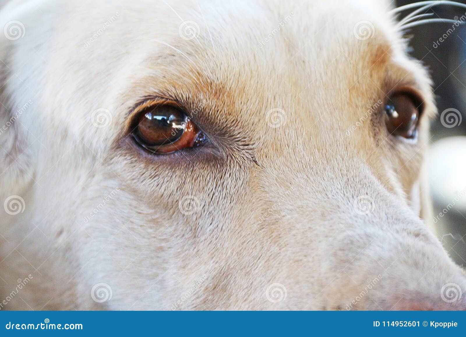 Dog sad eyes stock image. Image of home, food, canine - 114952601