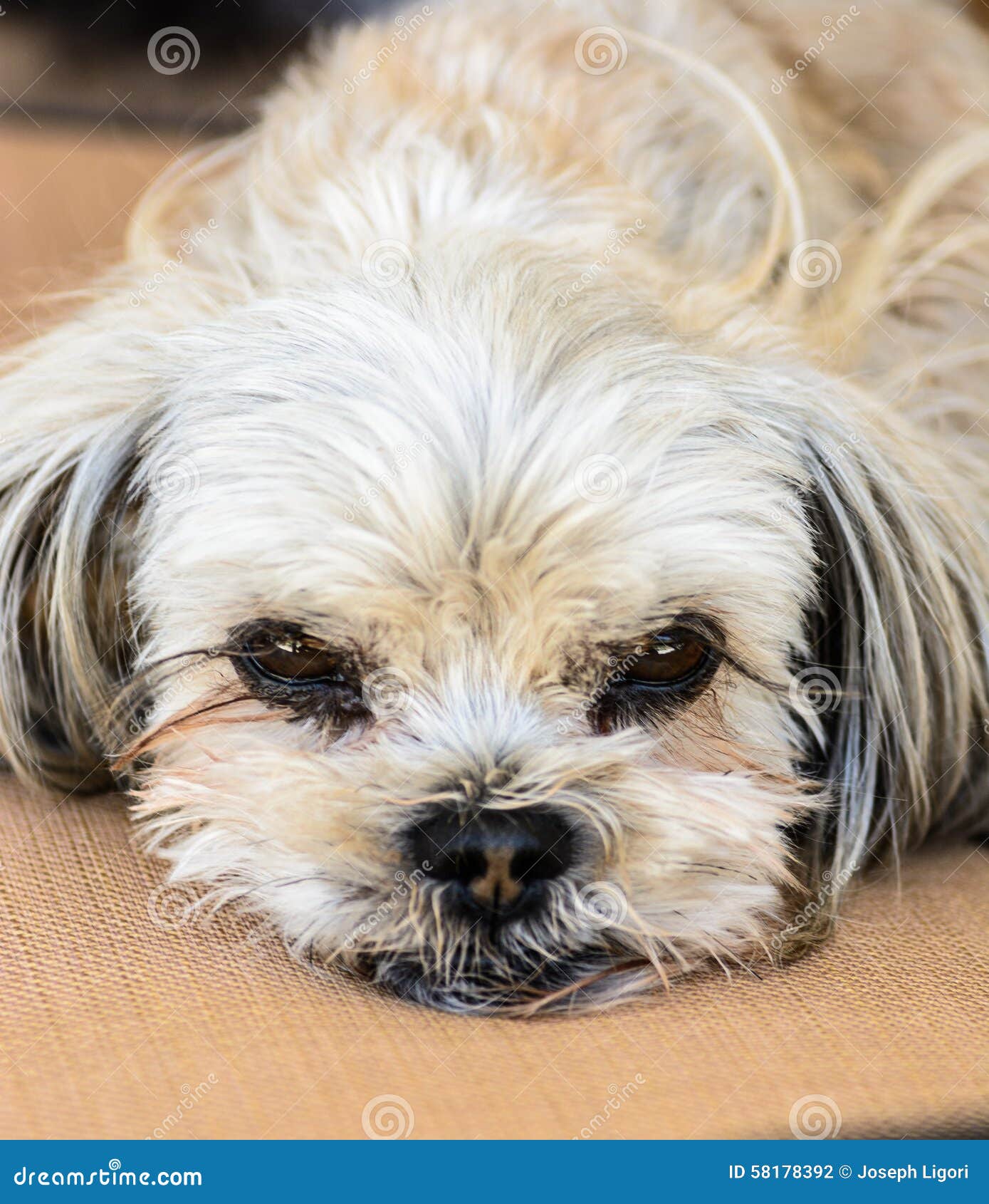 Dog with a sad face stock photo. Image of face, lying - 58178392