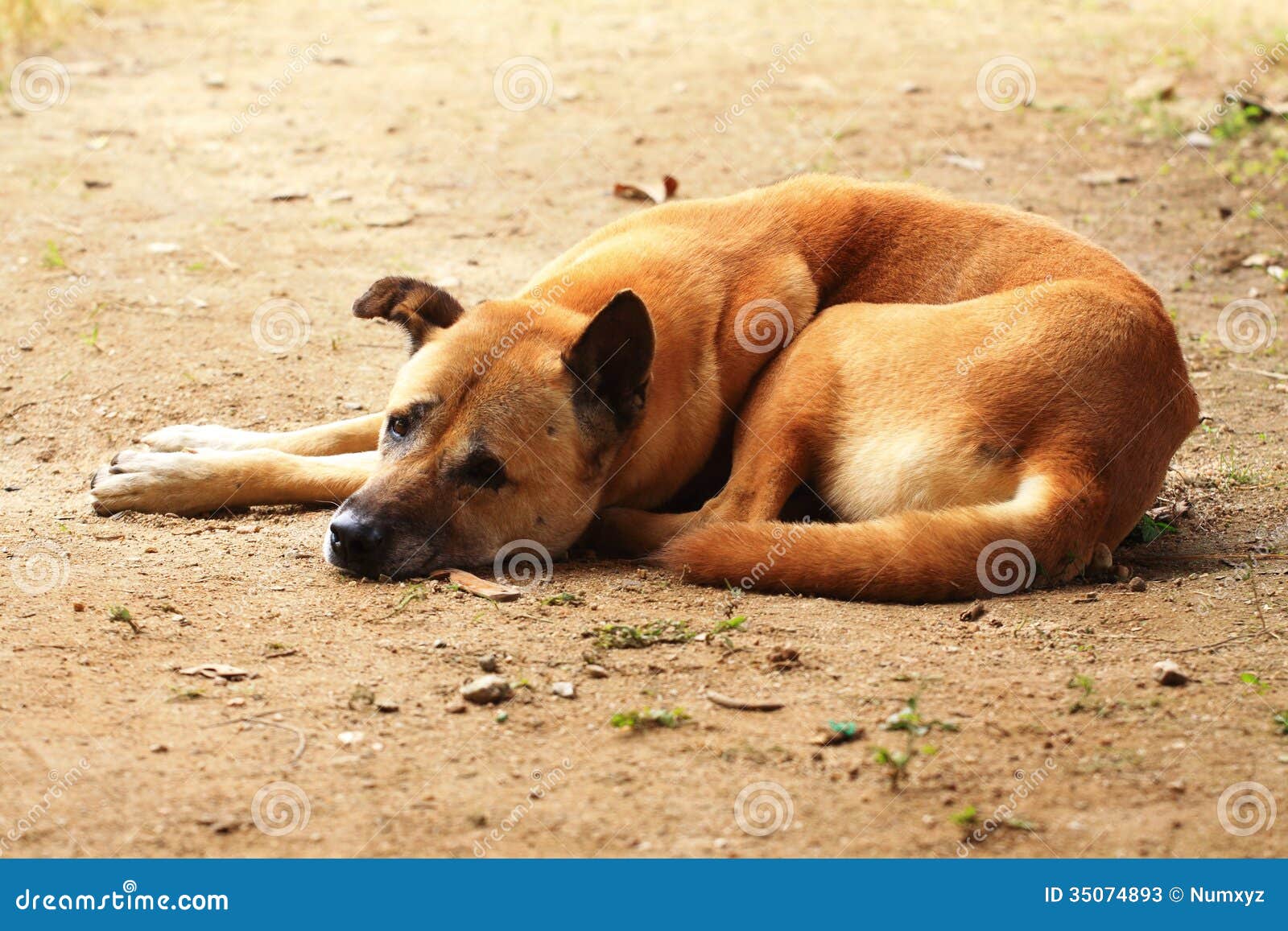 Dog Sad stock image. Image of door, background, farmer - 35074893
