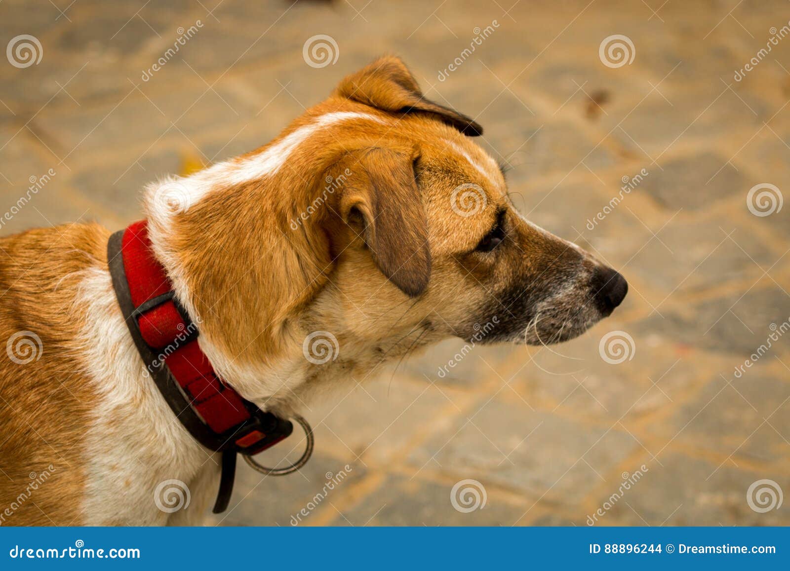 Dog stock photo. Image of beautyful, lightroom, edited - 88896244