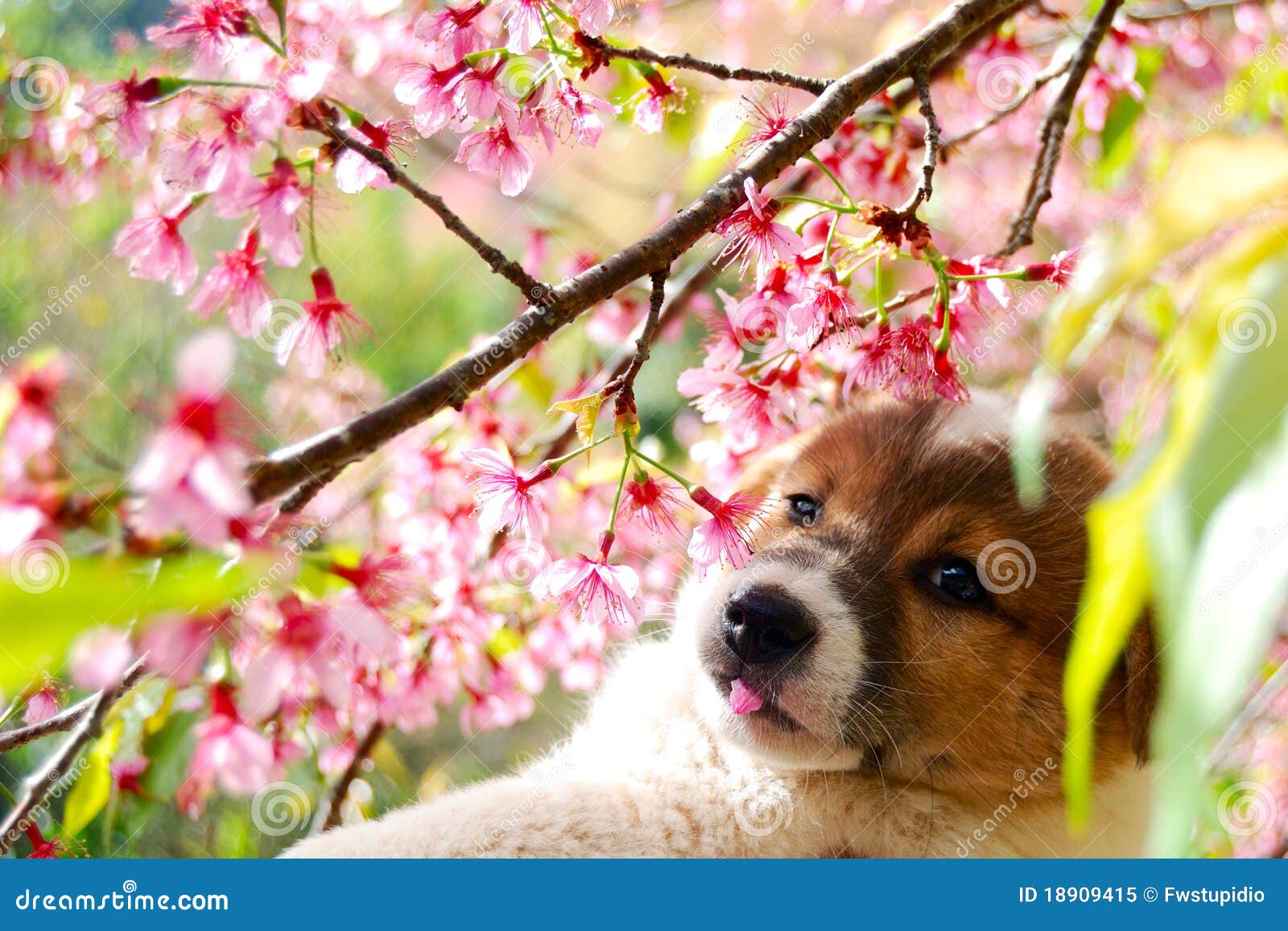 Dog and Sakura flower stock image. Image of cute, small - 18909415