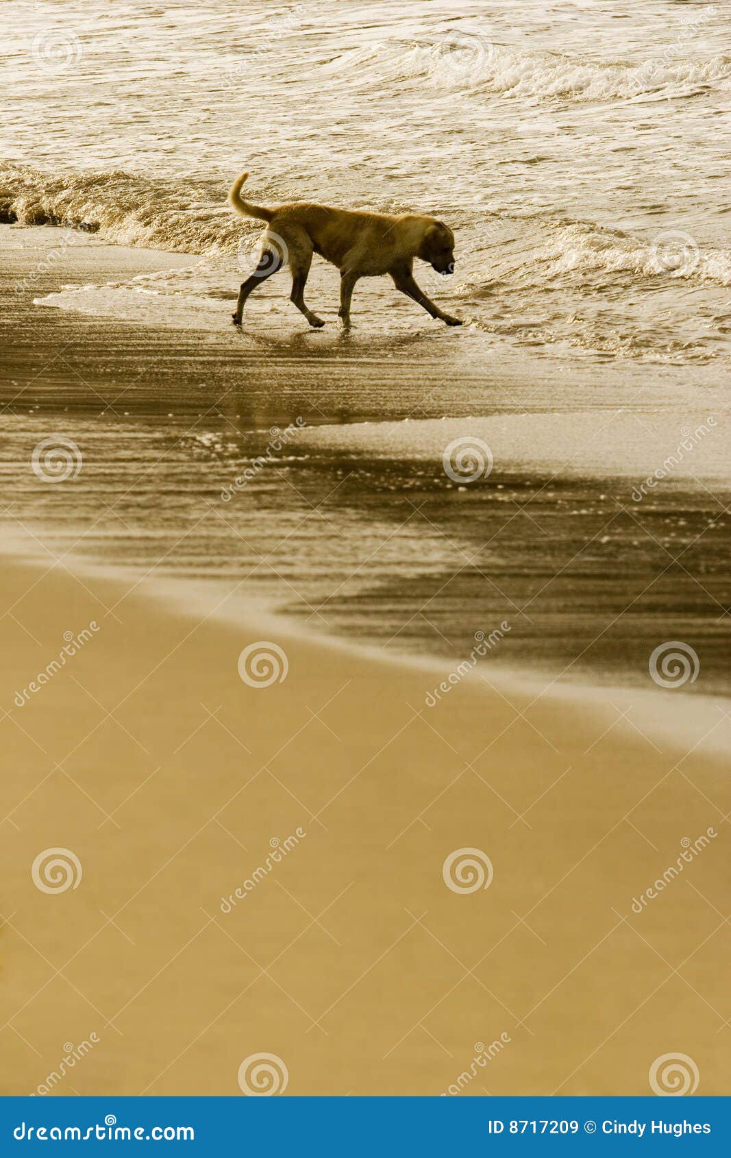 Dog in the sand stock image. Image of adorable, protect - 8717209