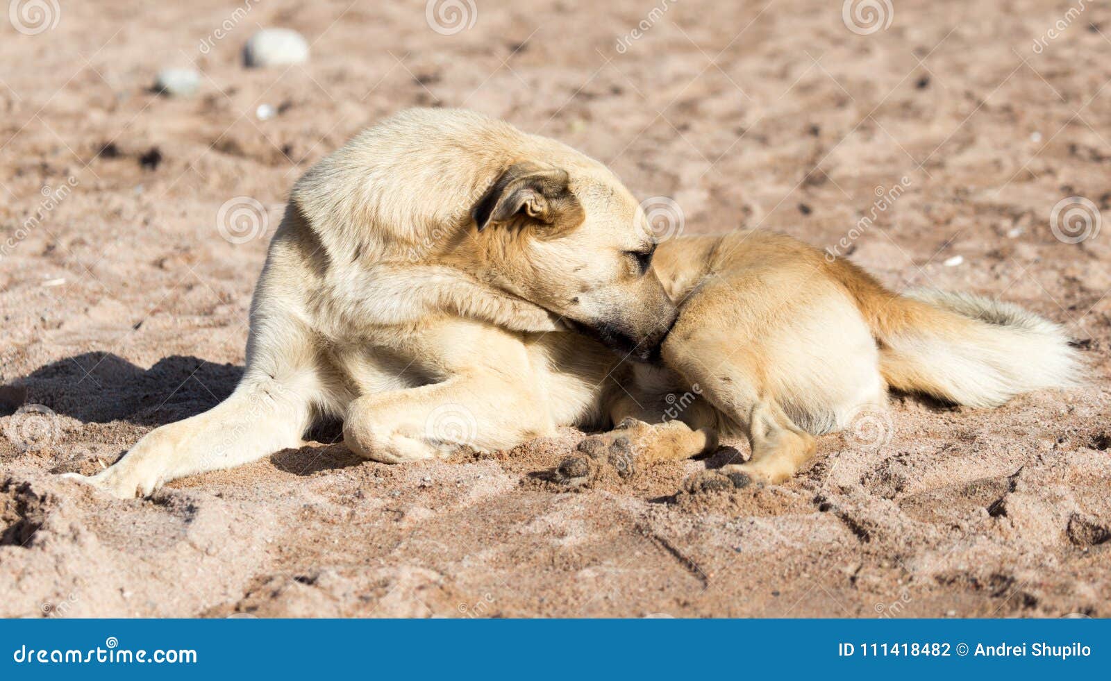 Dog in the sand stock photo. Image of puppy, dachshund - 111418482